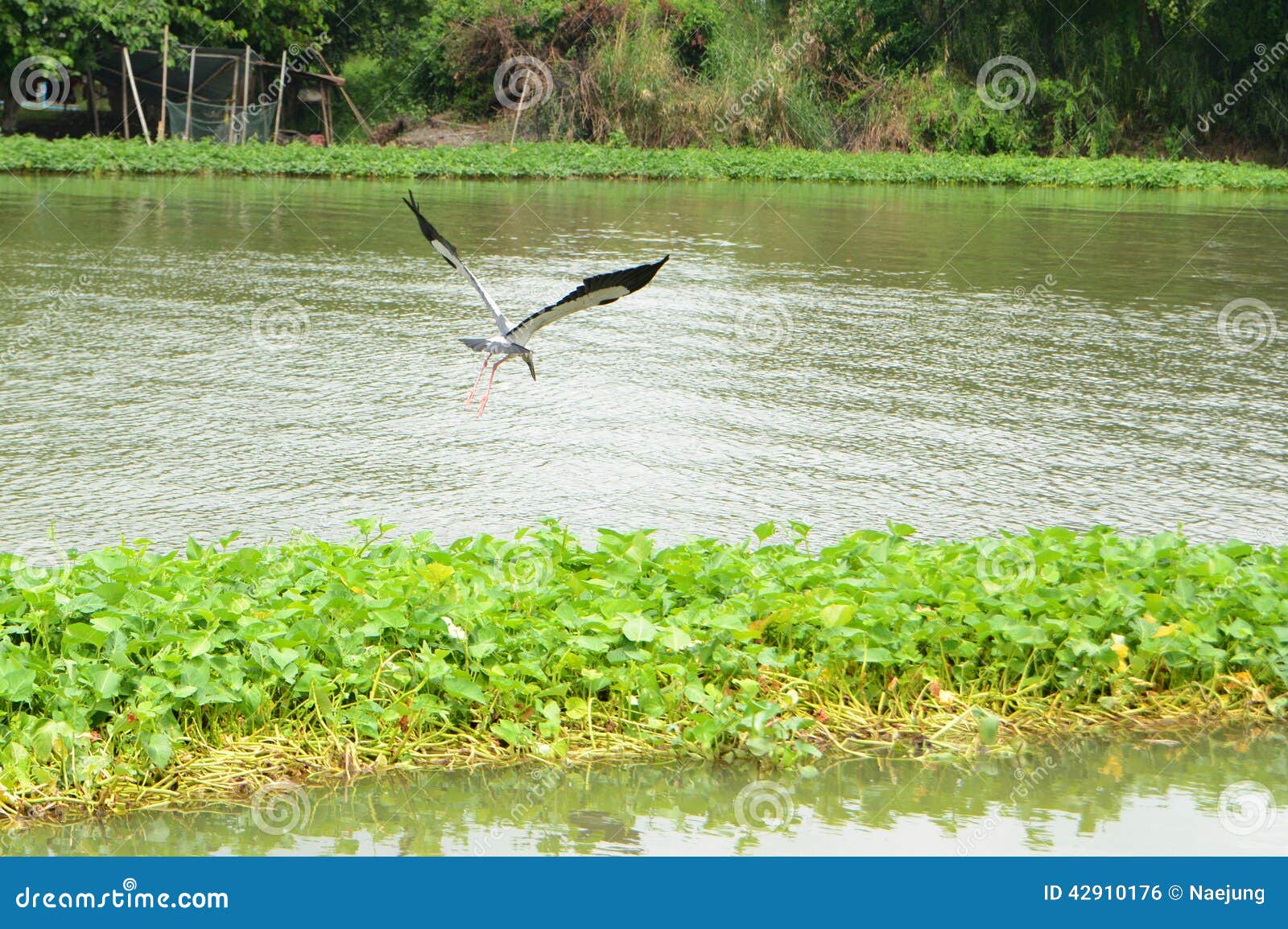 Bird and Morning Glory stock photo. Image of flora, beak - 42910176