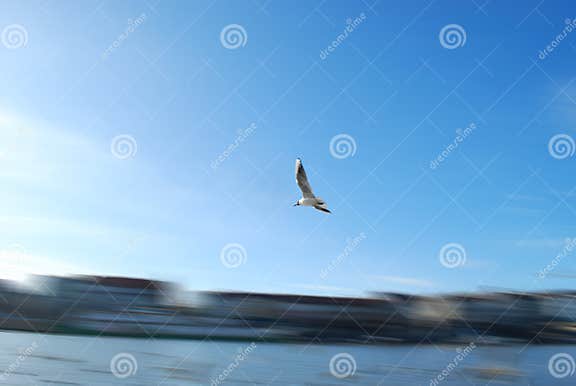 Bird in motion stock image. Image of gull, flight, peace - 14274369