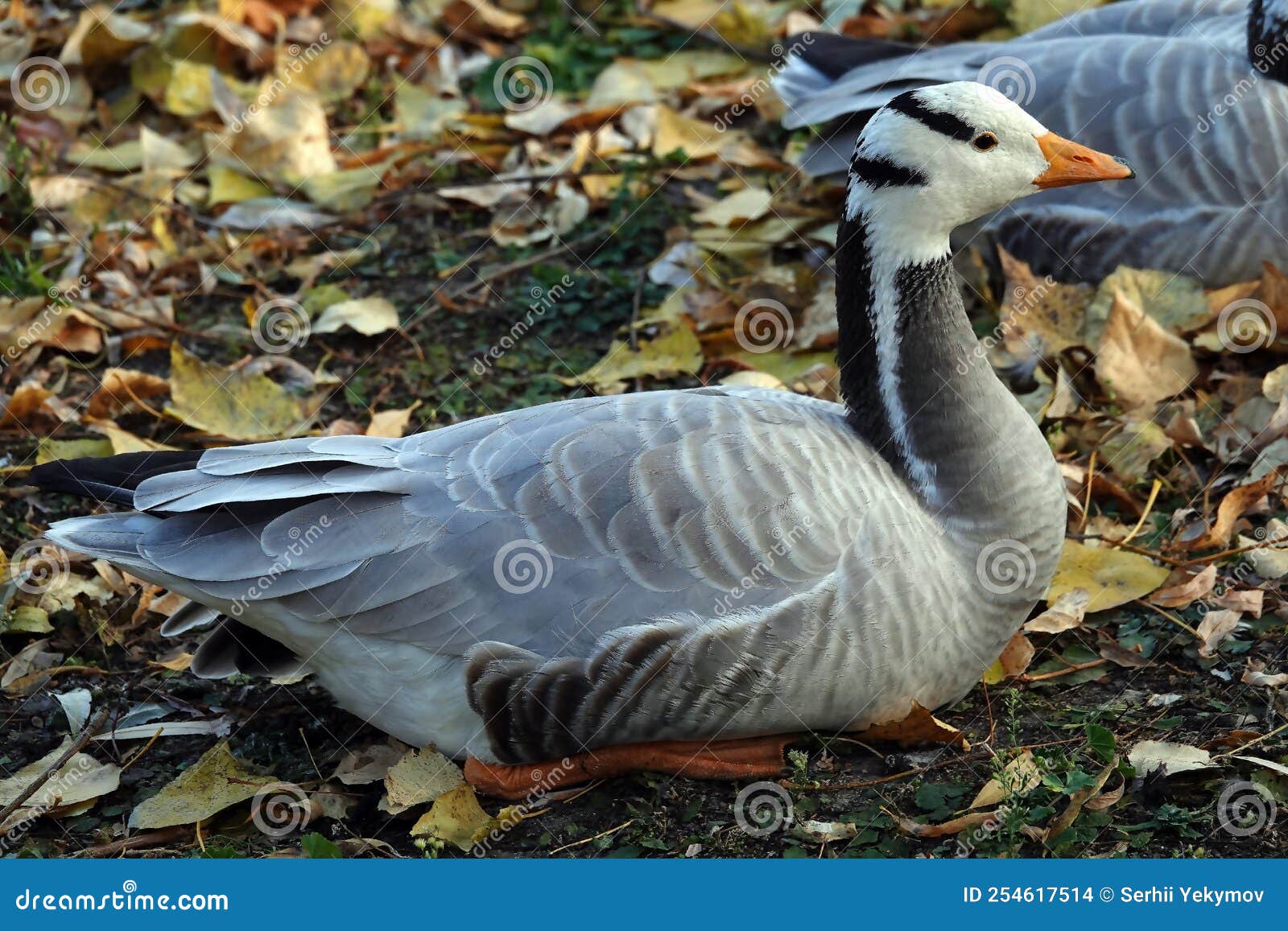 Bird mountain goose stock photo. Image of ukraine, river - 254617514