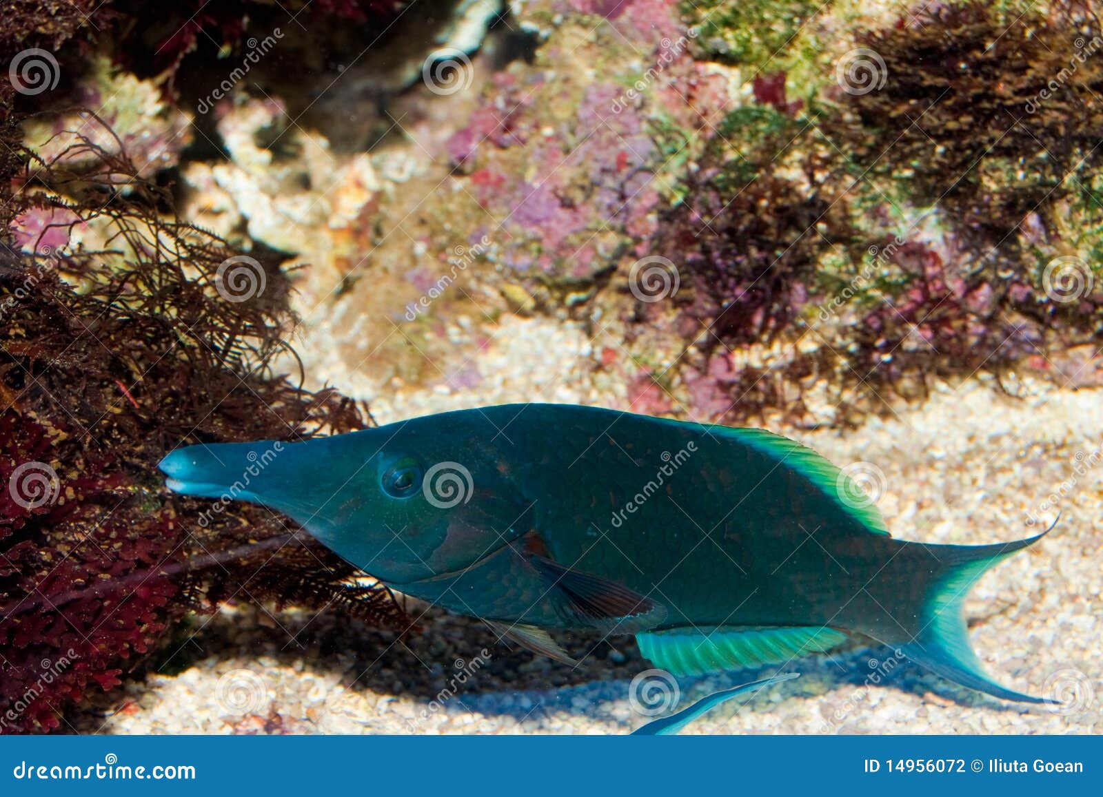 Bird Mouth Wrasse stock photo. Image of aquarium, wrasse - 14956072