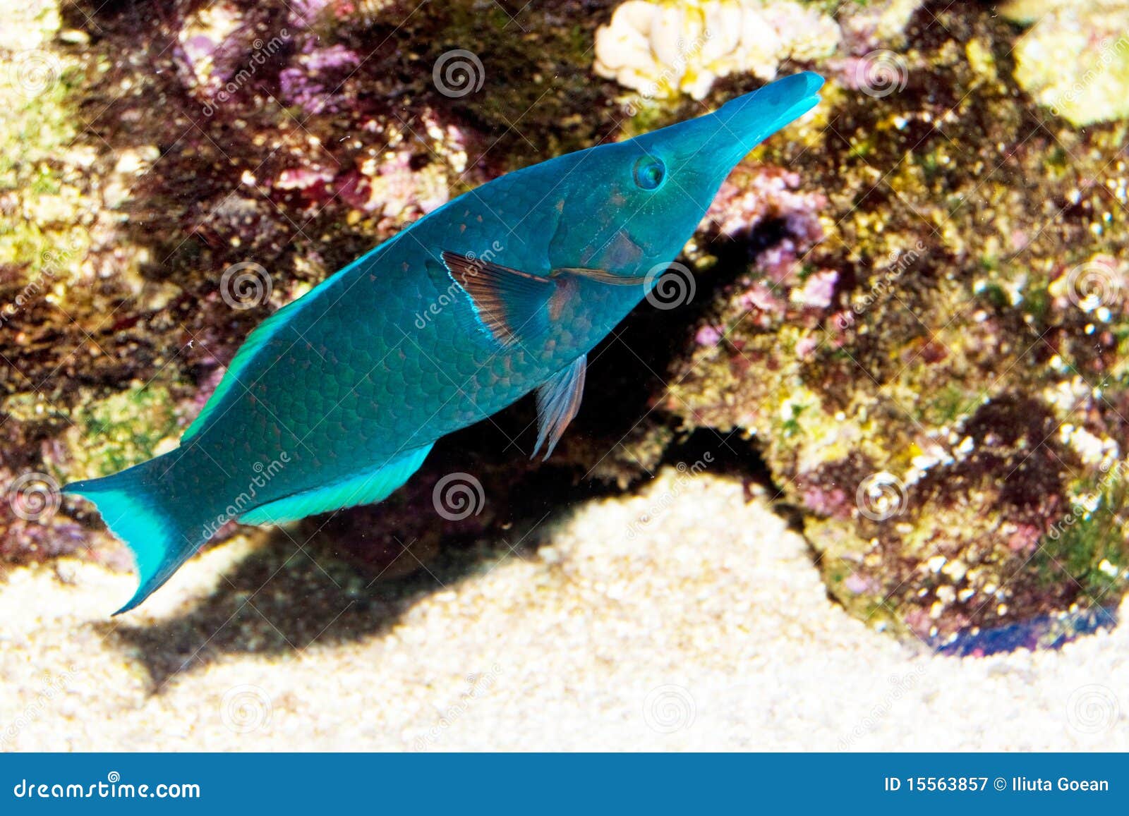 Bird Mouth Wrasse stock image. Image of large, mouth - 15563857