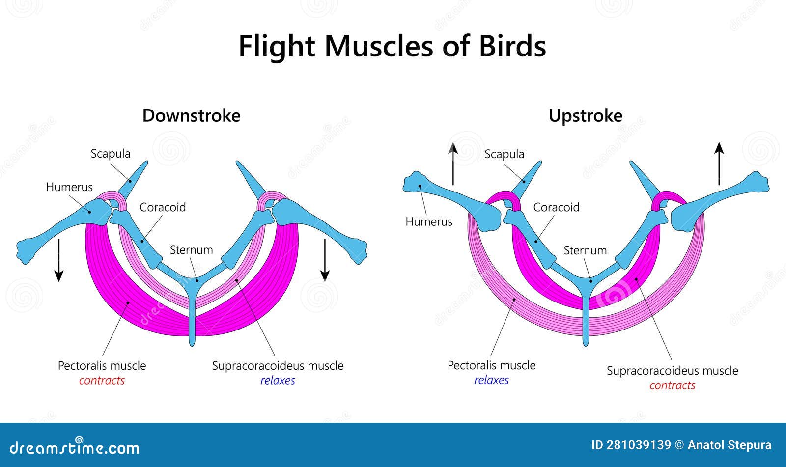 Aerial Locomotion Stock Illustrations – 14 Aerial Locomotion Stock ...
