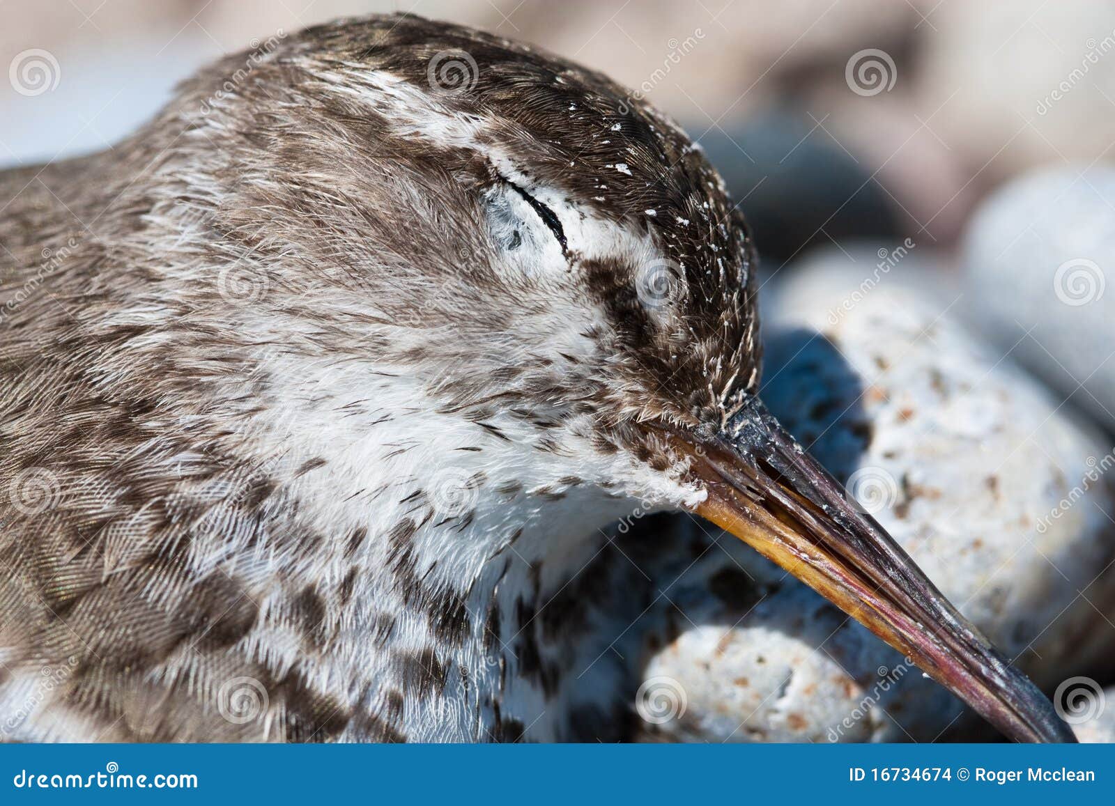 Bird nap stock photo. Image of feathers, macro, shorebird - 16734674