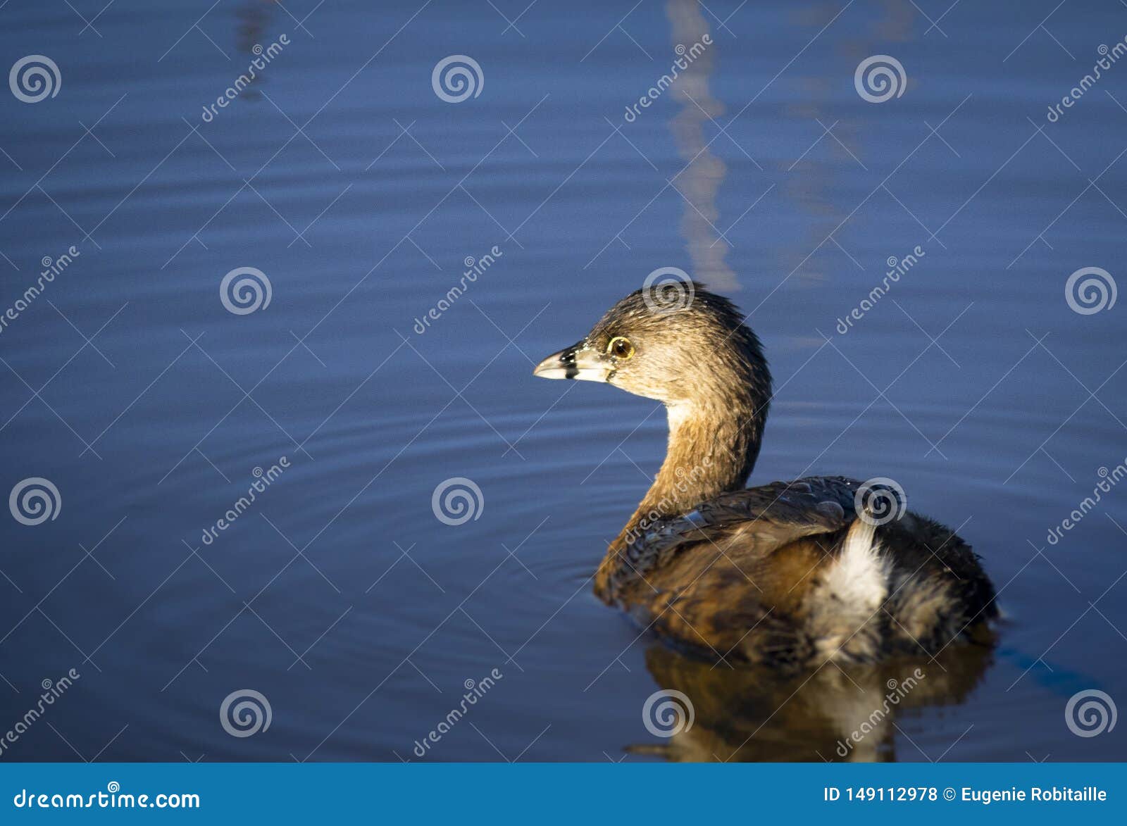 Cute Little Grebe Bird in Nature Stock Photo - Image of park, cute ...