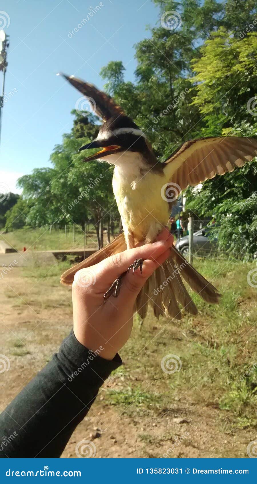Bem-te-vi stock image. Image of bird, wing, bemtevi - 135823031