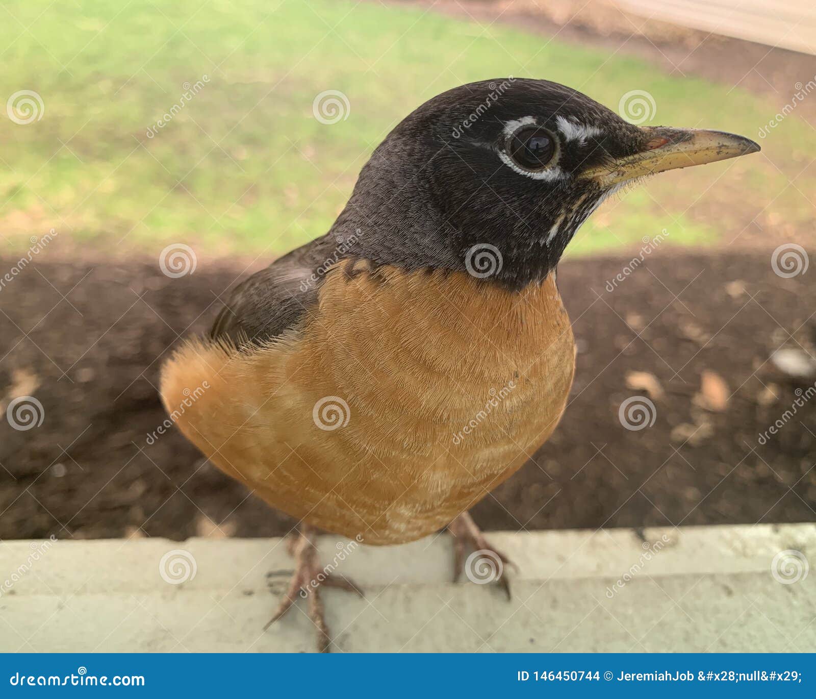 Robin close up stock photo. Image of bird, looking, robin - 146450744