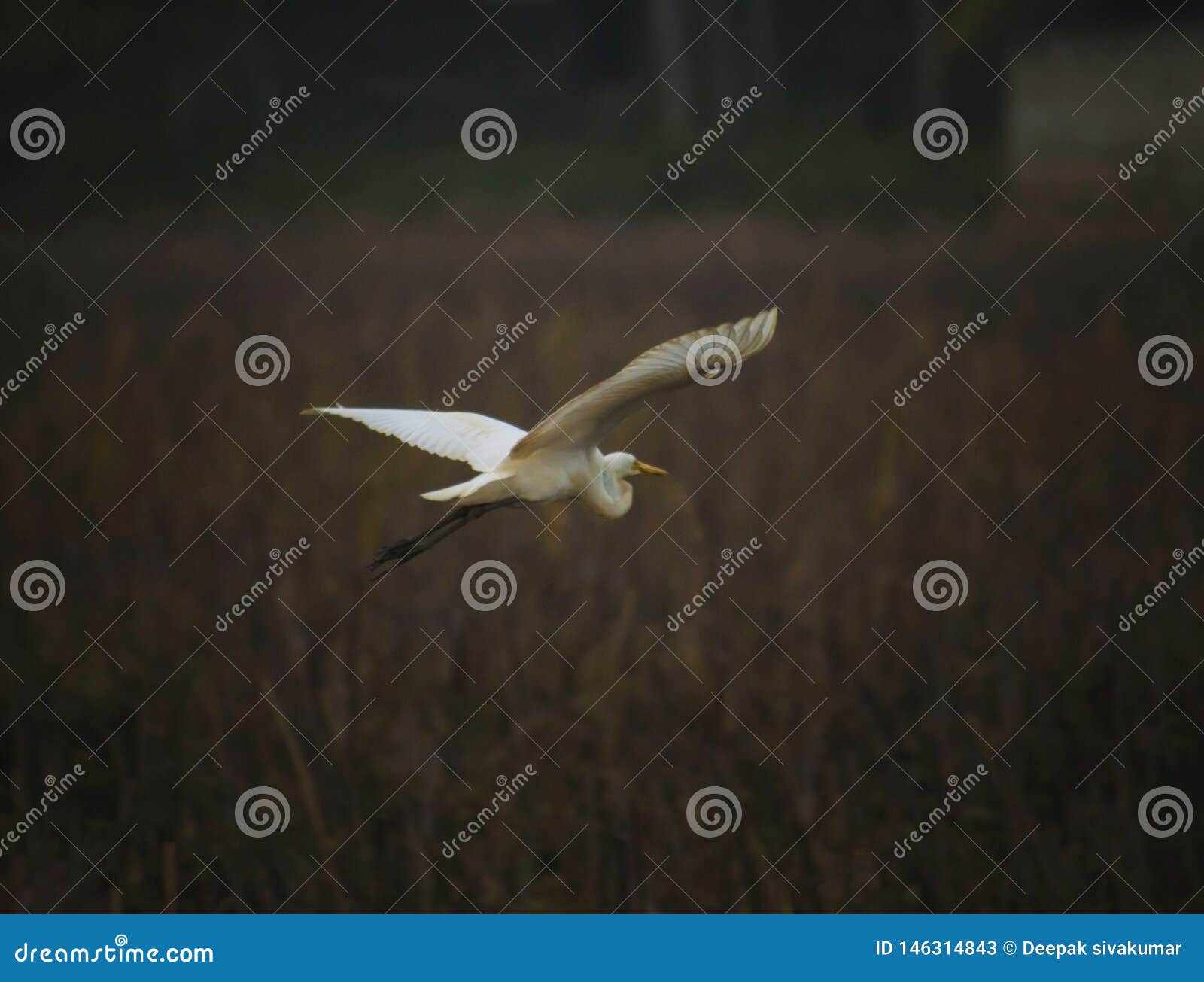 Heroin stock image. Image of flying, nature, heroin - 146314843