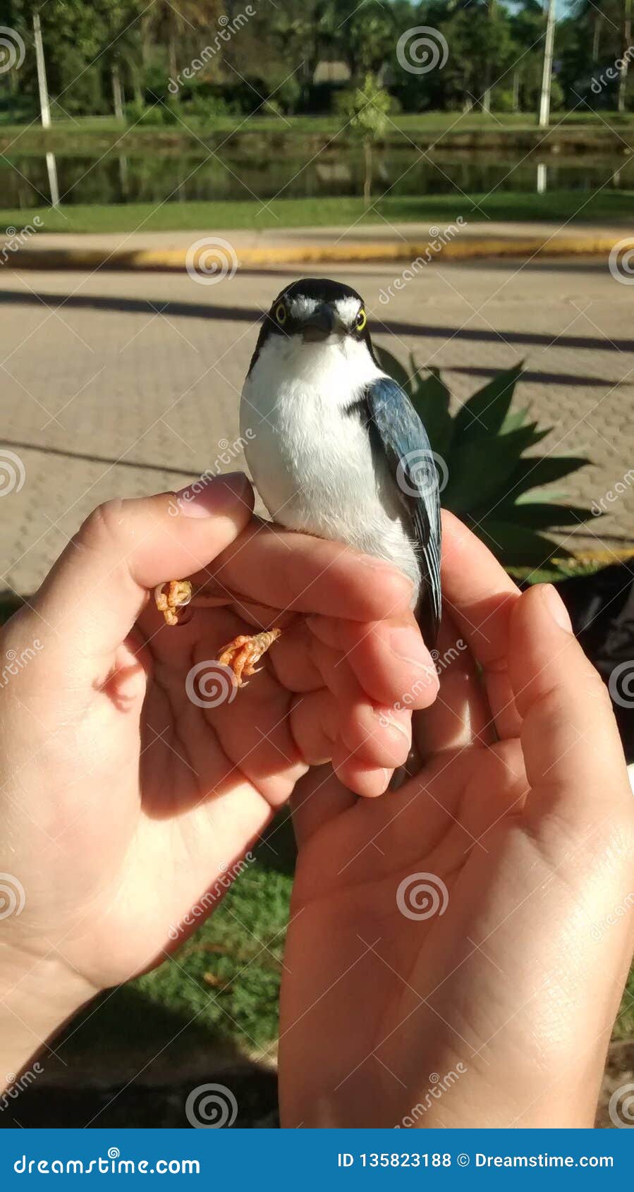 Nemosia pileata stock photo. Image of color, bird, pileata - 135823188