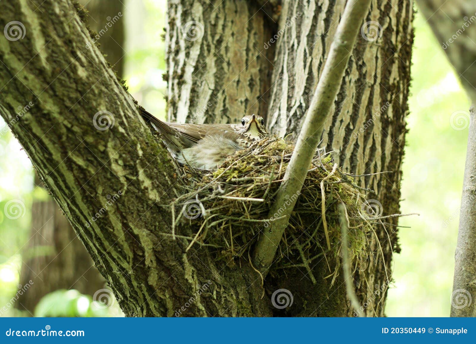 Bird on the nest stock image. Image of forest, peace - 20350449