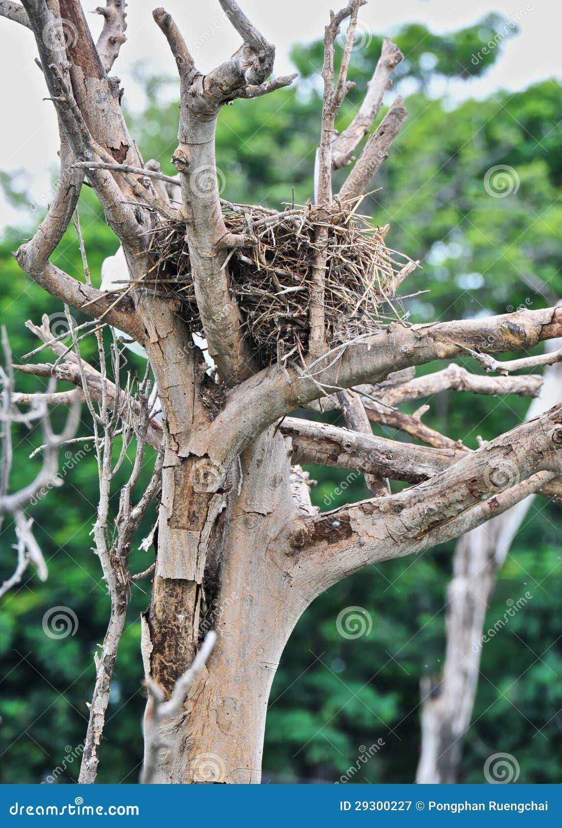 Bird nest stock image. Image of animal, trunk, plant - 29300227