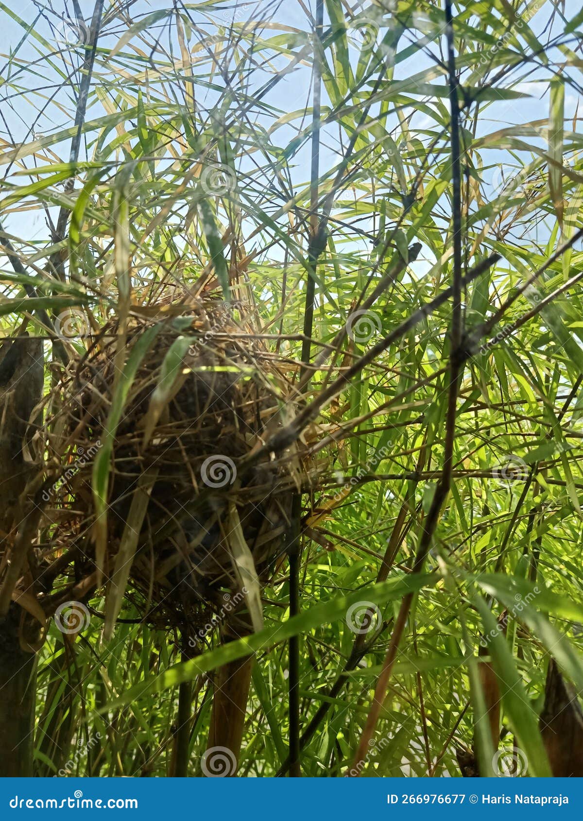 House of Bird at Bamboo Tree Stock Image - Image of house, nest: 266976677