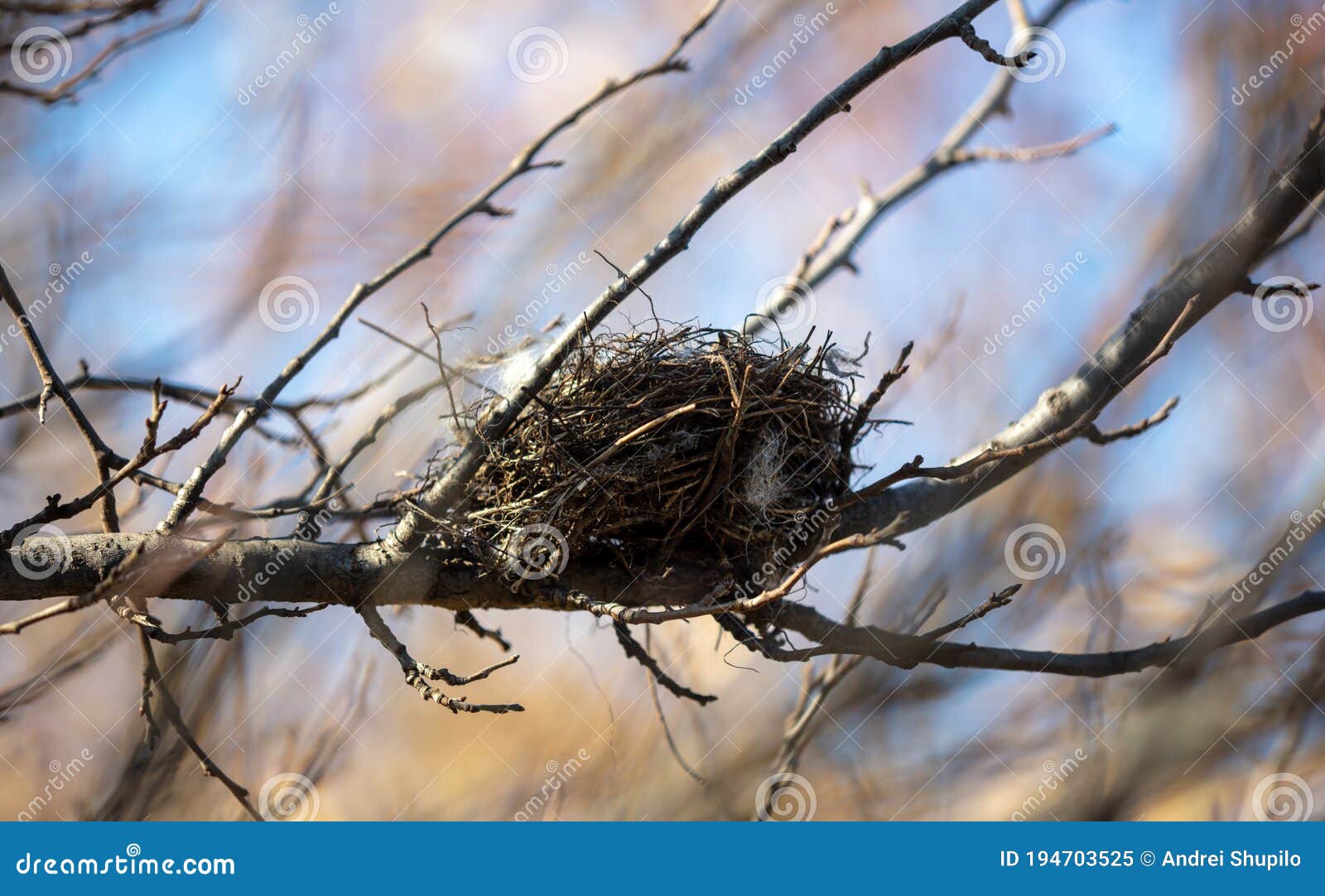 Bird Nest on Bare Tree Branches Stock Image - Image of texture, wood ...