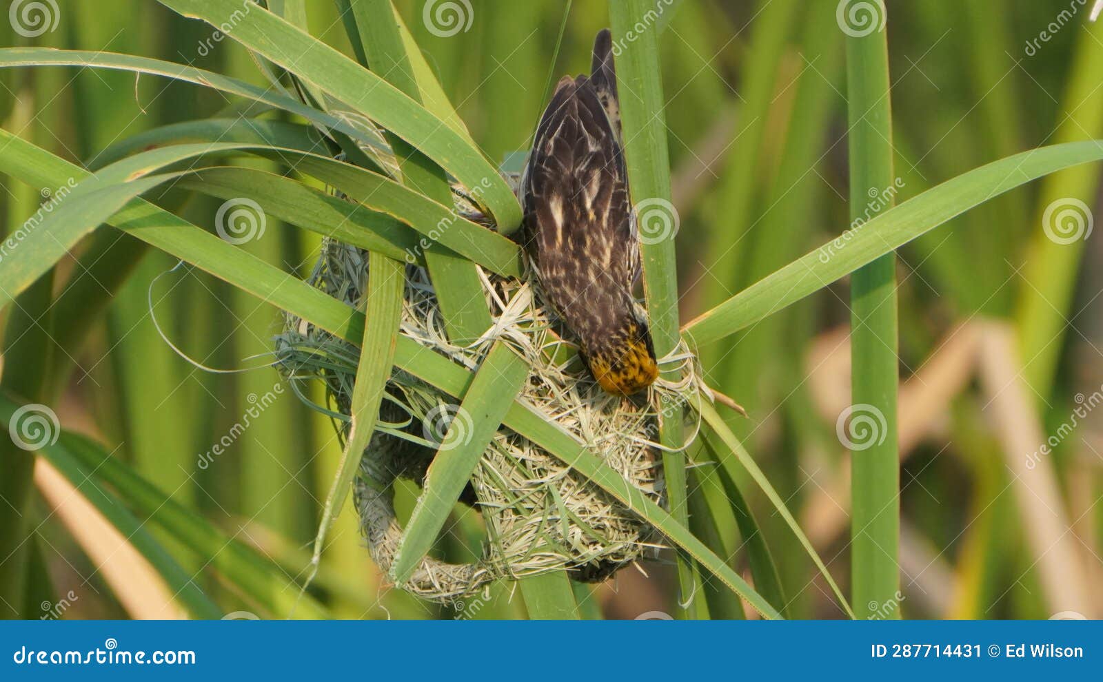 Bird on the nest stock image. Image of invertebrate - 287714431
