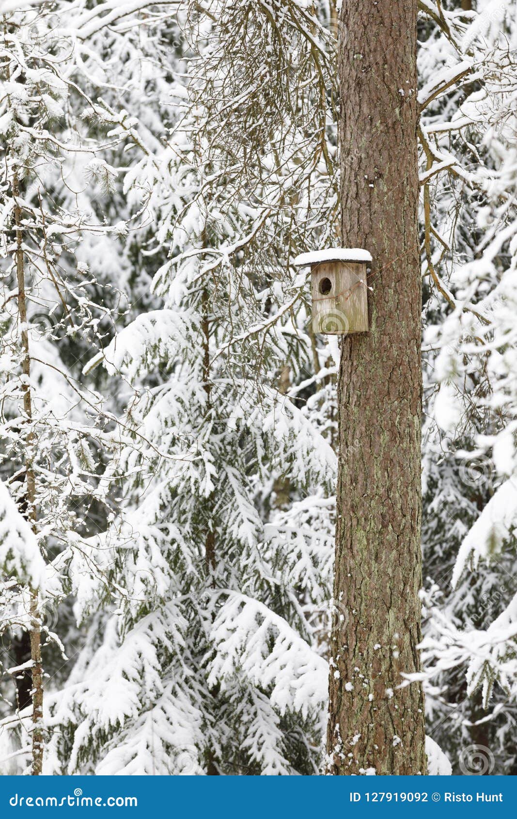 Bird Nest Box on a Tree Stem at Snowy Winter Stock Photo - Image of ...