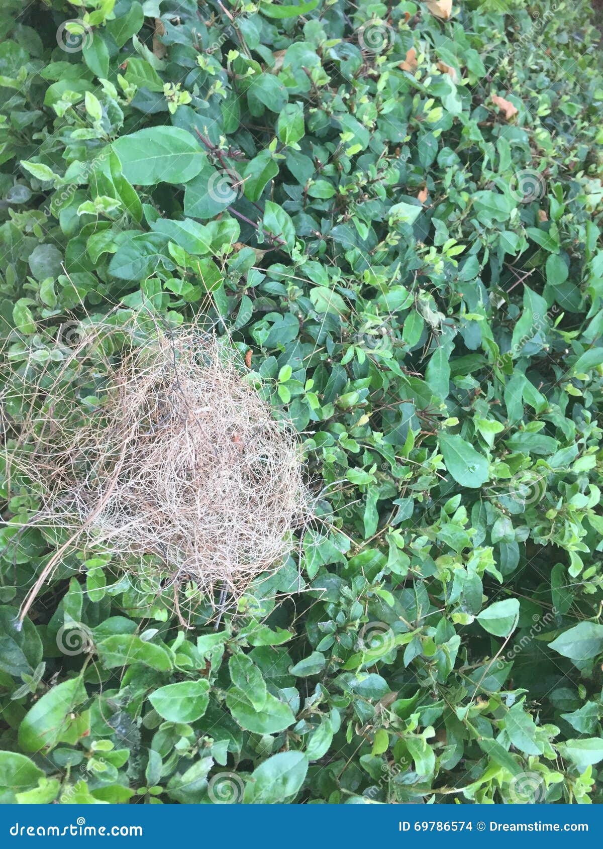Bird nest stock photo. Image of nest, bush, tree, bird - 69786574