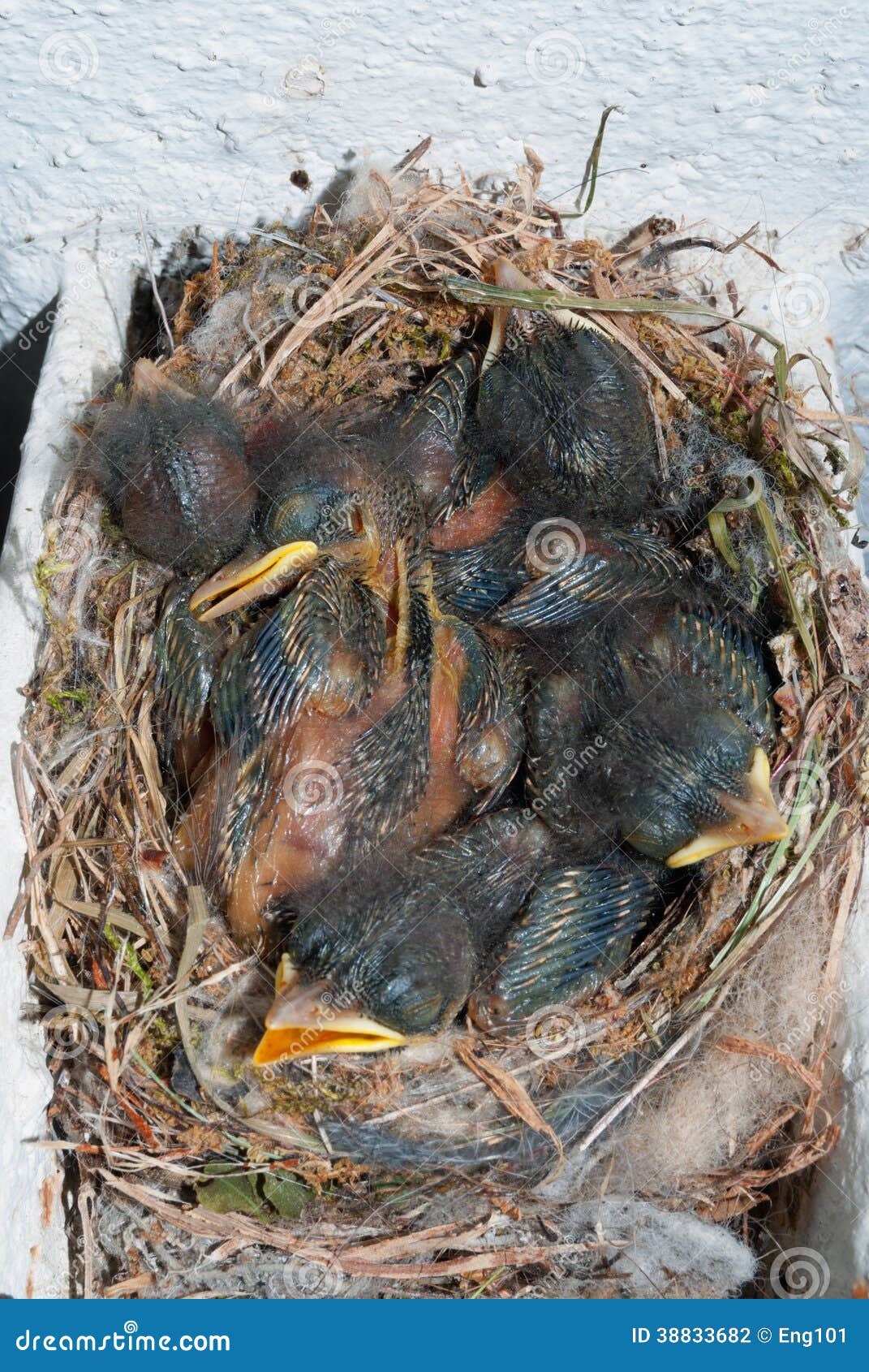Bird nest with chicks stock photo. Image of striata, muscicapa - 38833682