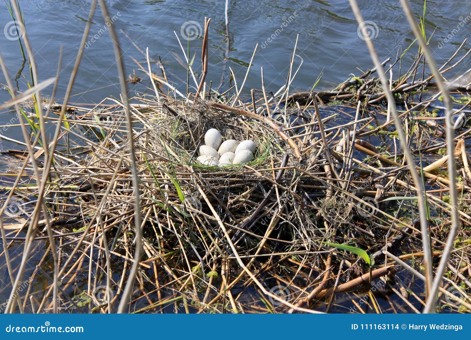 Bird Nest with Coot Eggs in Springtime Stock Photo - Image of animal ...