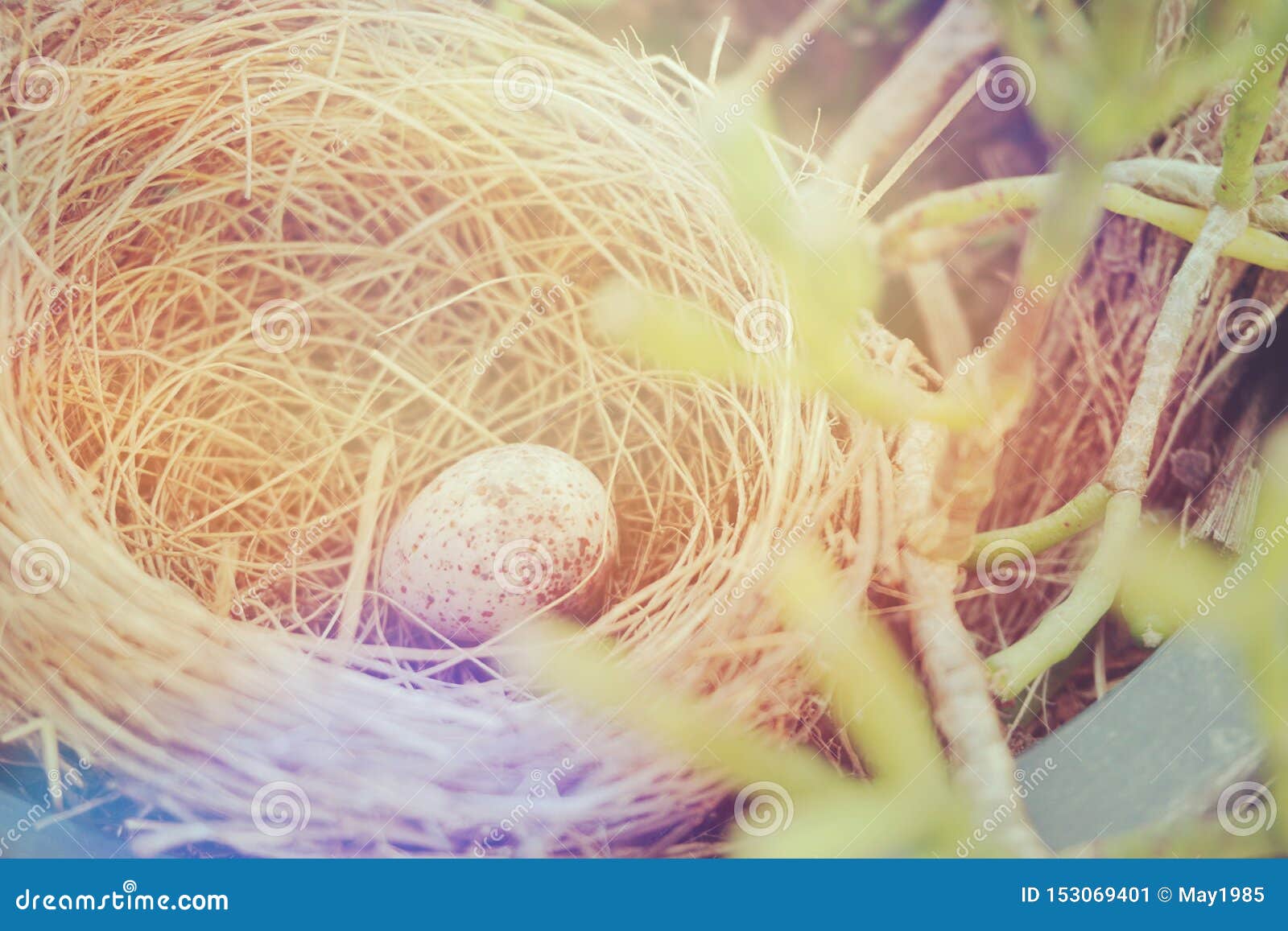 Bird Nest with Egg in the Garden Stock Image - Image of garden ...