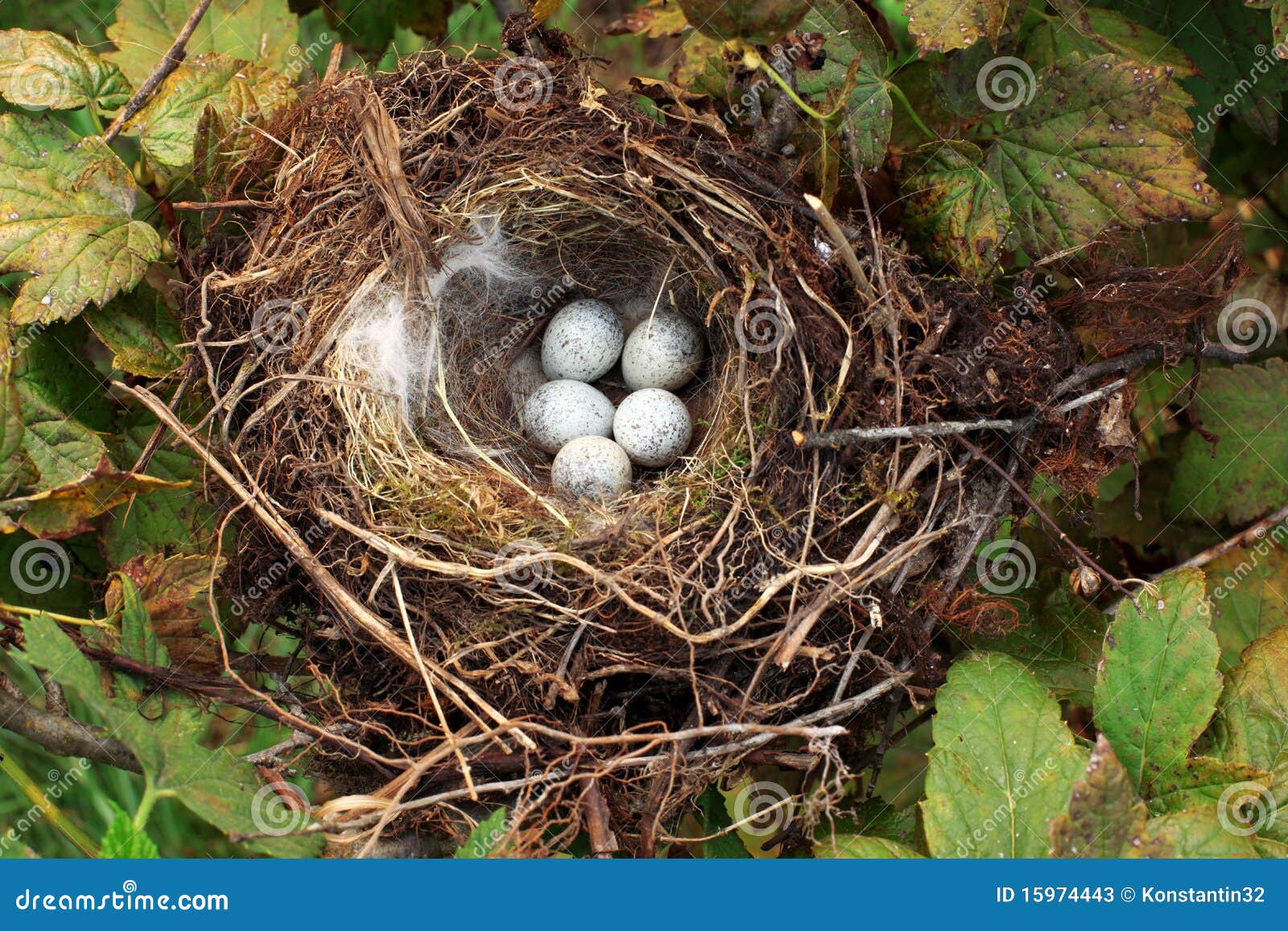 Bird Nest In Tree With Eggs