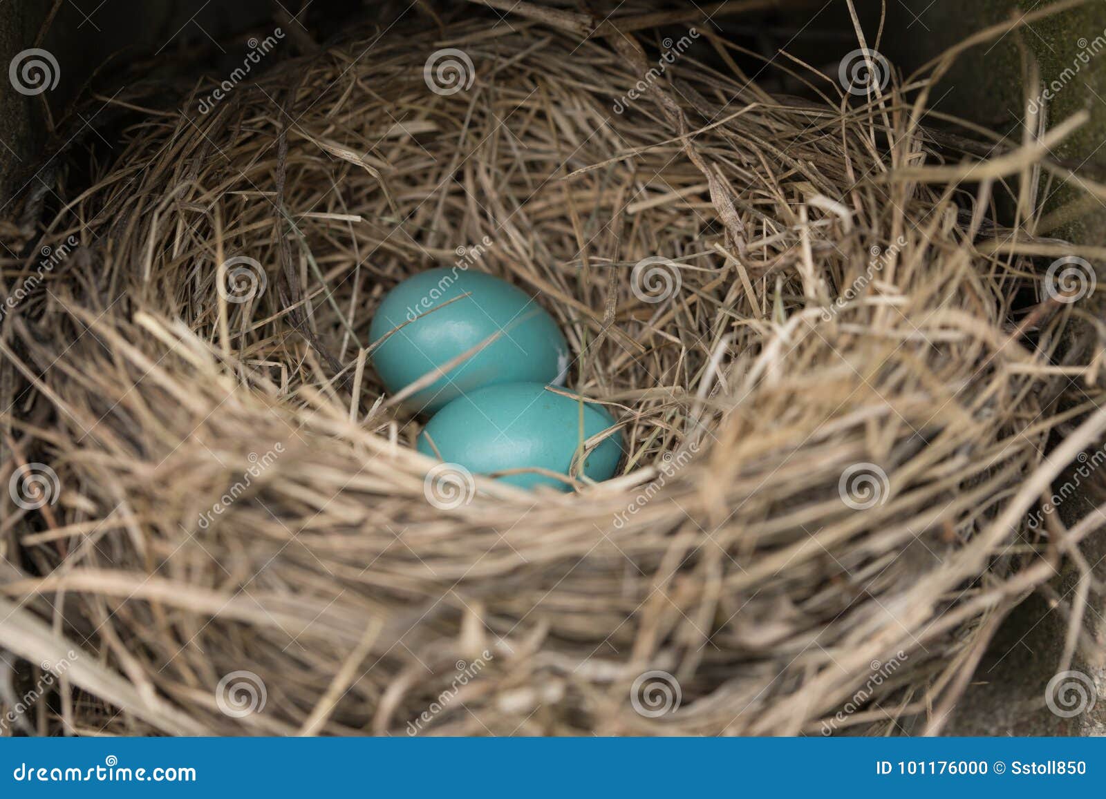 Bird nest with eggs stock photo. Image of grass, season - 101176000