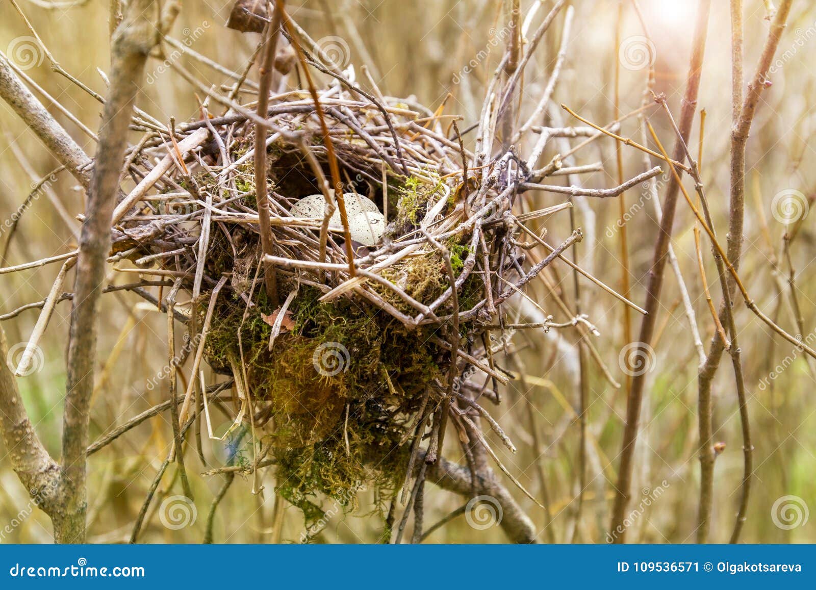 Bird Nest with Eggs in the Forest between Bushes, Sunny Springtime ...