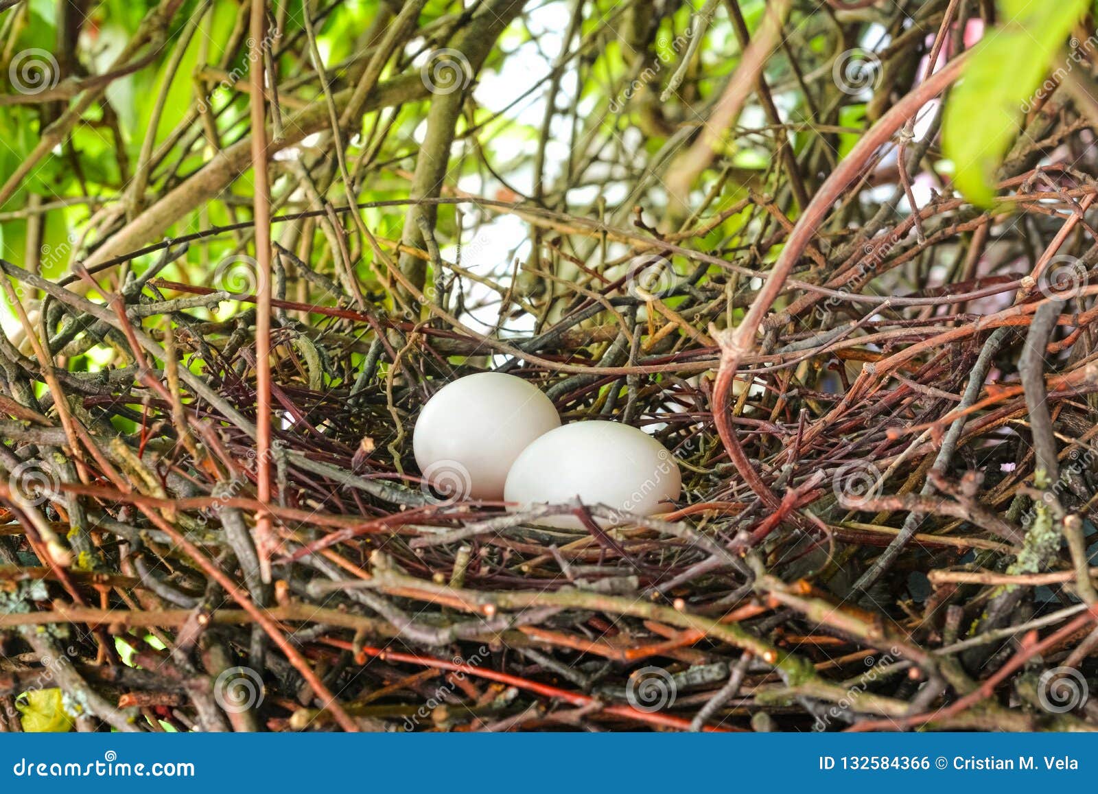 Bird nest with eggs stock photo. Image of nest, animal - 132584366