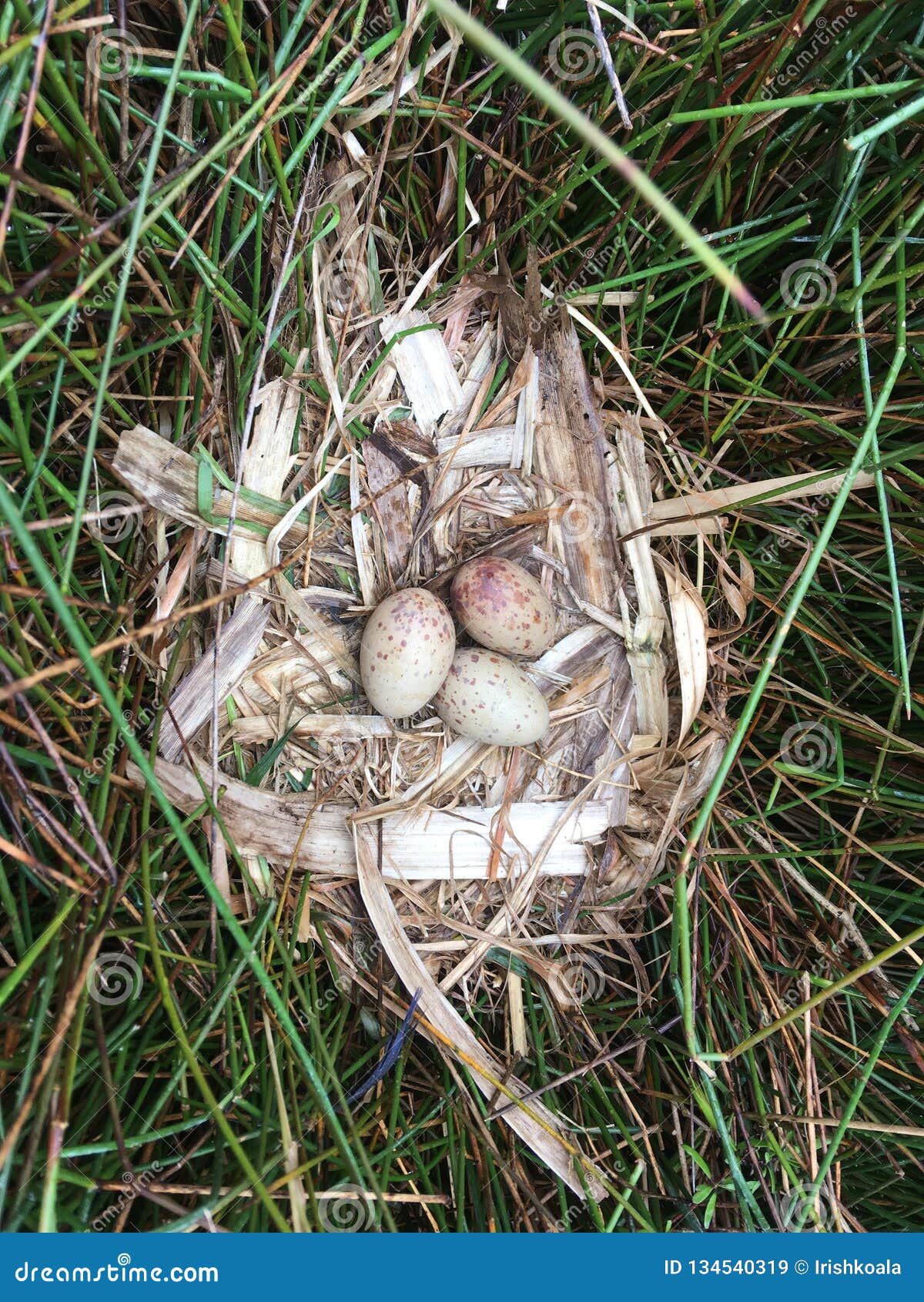 Bird nest in reeds stock image. Image of swamphen, birds - 134540319