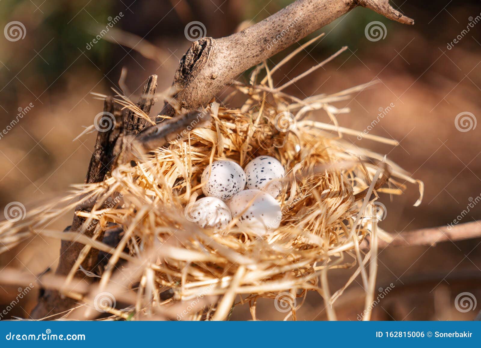Bird Nest with Eggs on a Tree, in the Beautiful Nature Stock Photo ...