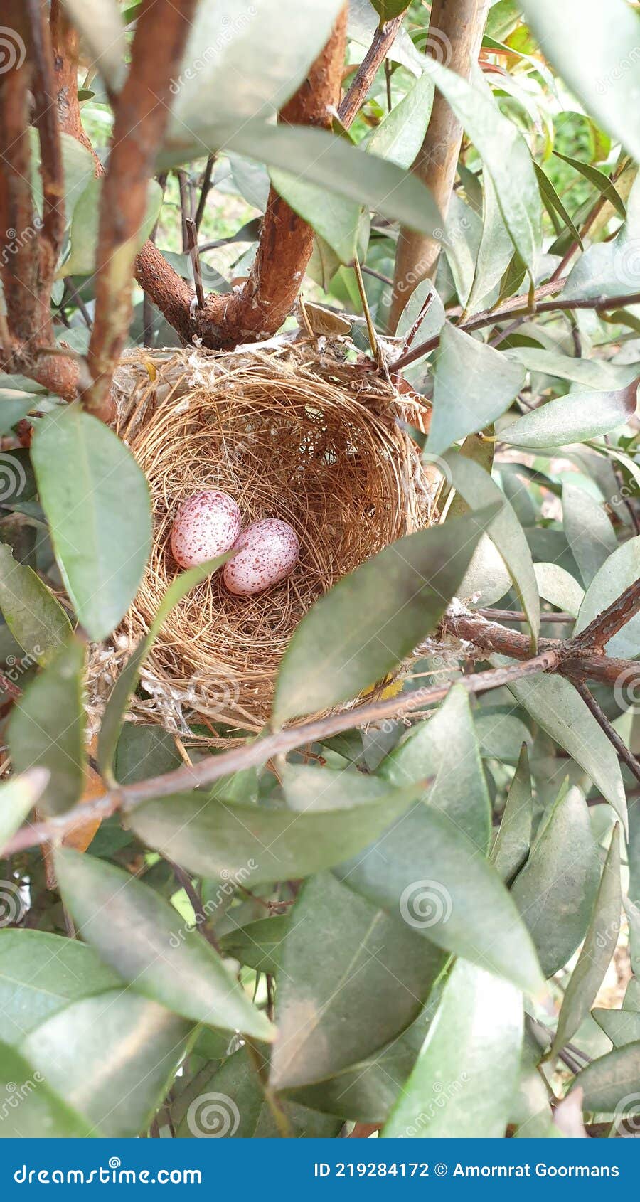 Bird Nest with Eggs on the Tree Stock Photo - Image of produce, fruit ...