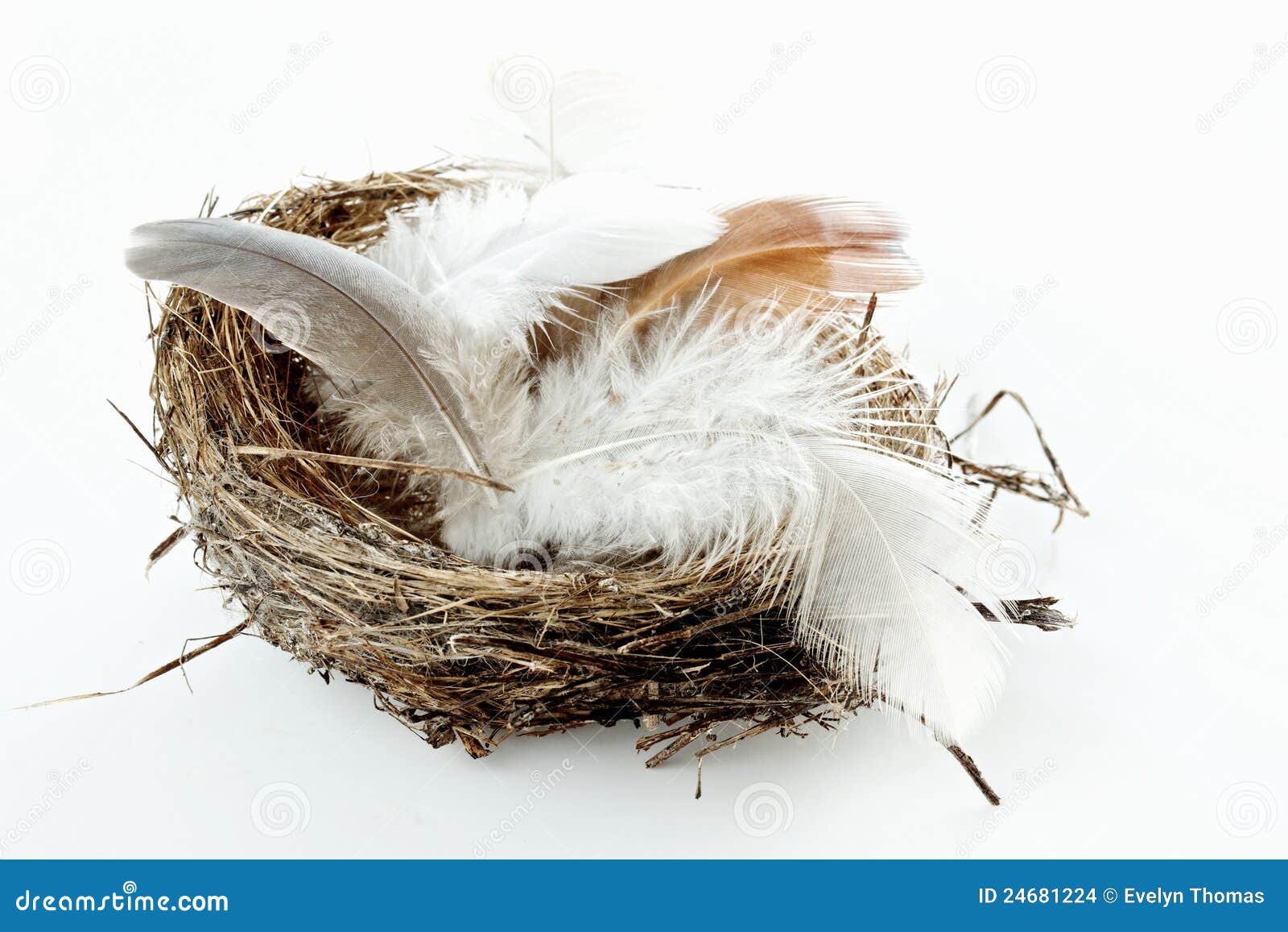 Bird nest with feathers stock photo. Image of environmental - 24681224
