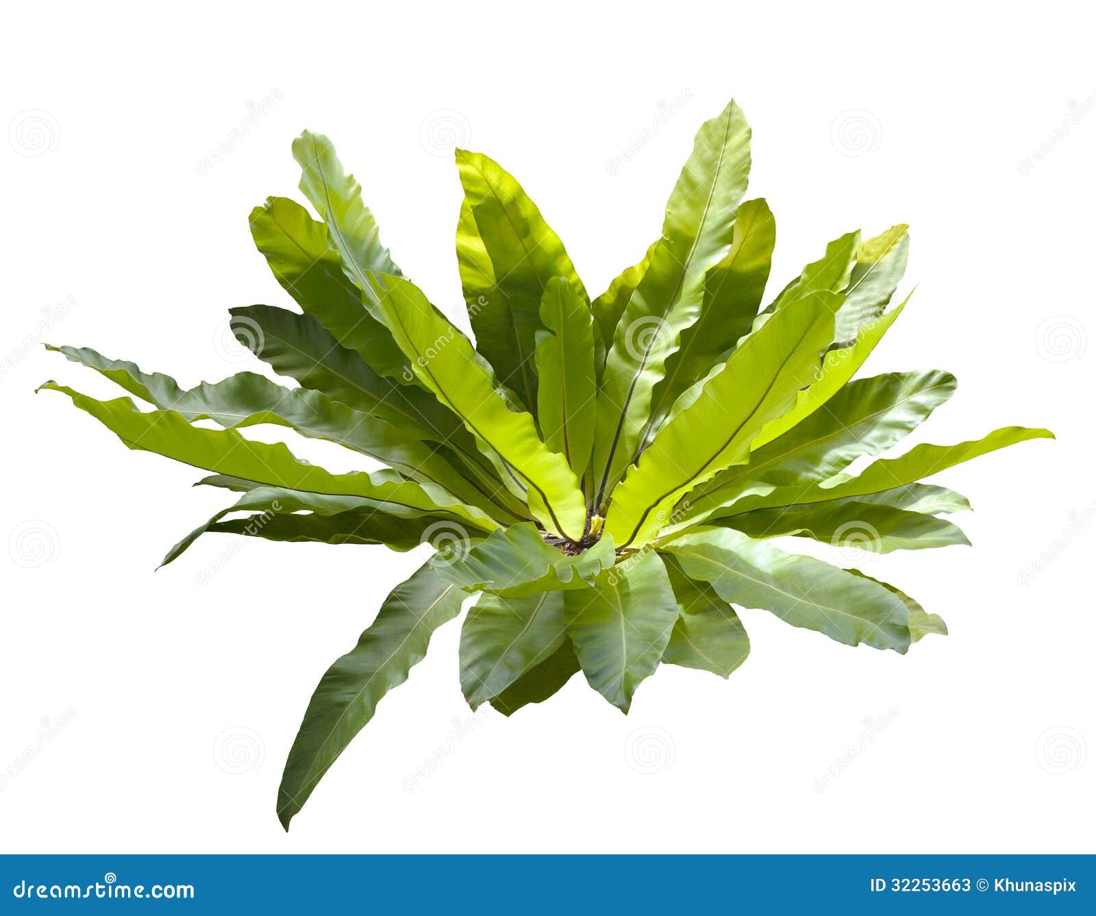 Bird Nest Fern Isolated White Stock Image - Image of growth, asplenium ...