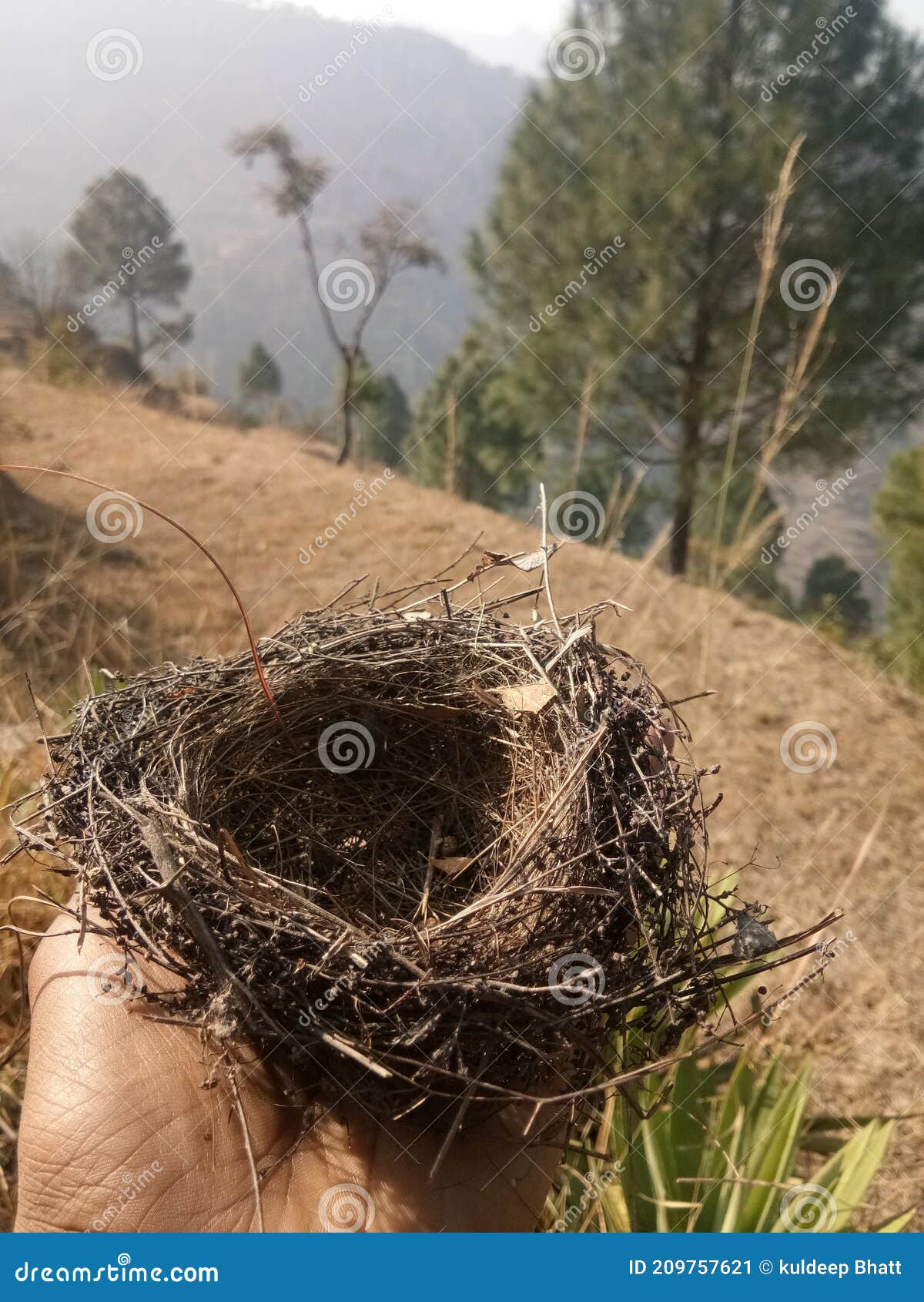 Bird nest on hand stock image. Image of bird, nest, hand - 209757621