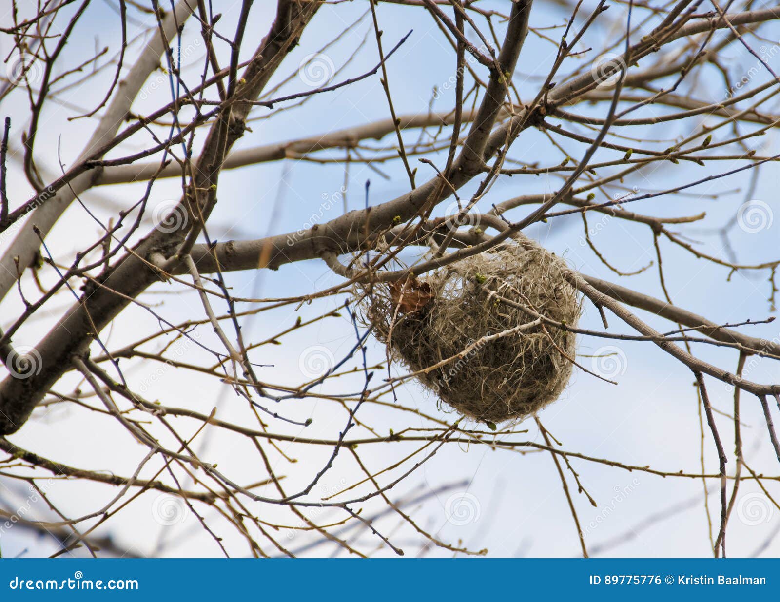 Bird Nest High in Tree in Spring. Stock Photo - Image of blue, fragile ...