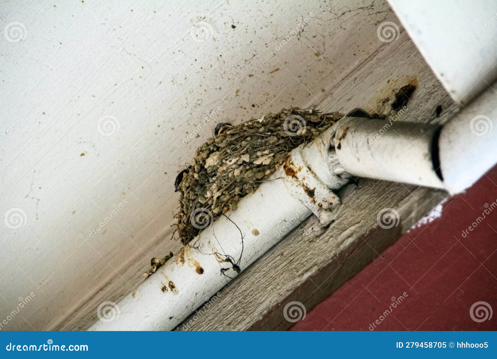 A Bird Nest Inside the Building on the Pipe. Stock Image - Image of ...