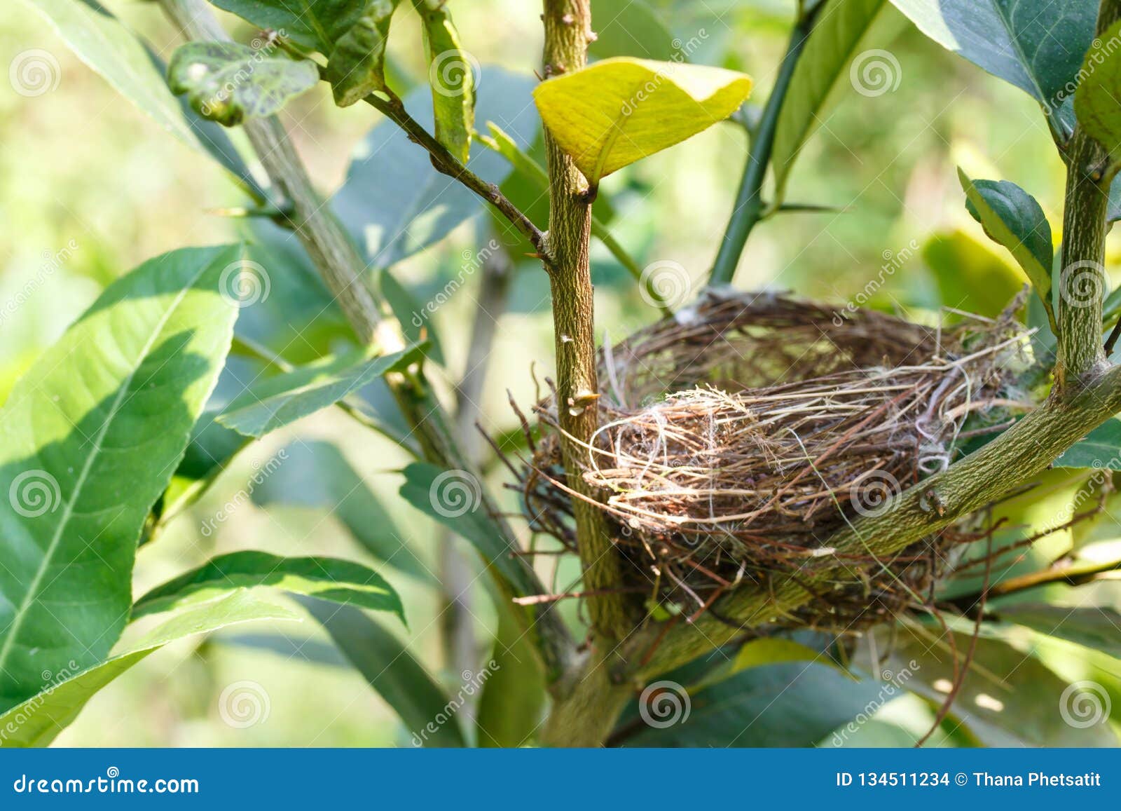 A Bird and Nest on Lime Tree Stock Photo - Image of botany, outdoor ...