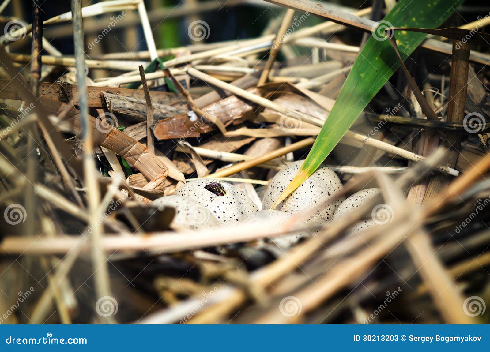 Bird Nest Made on Water among Reeds with almost Hatching Eggs Stock ...