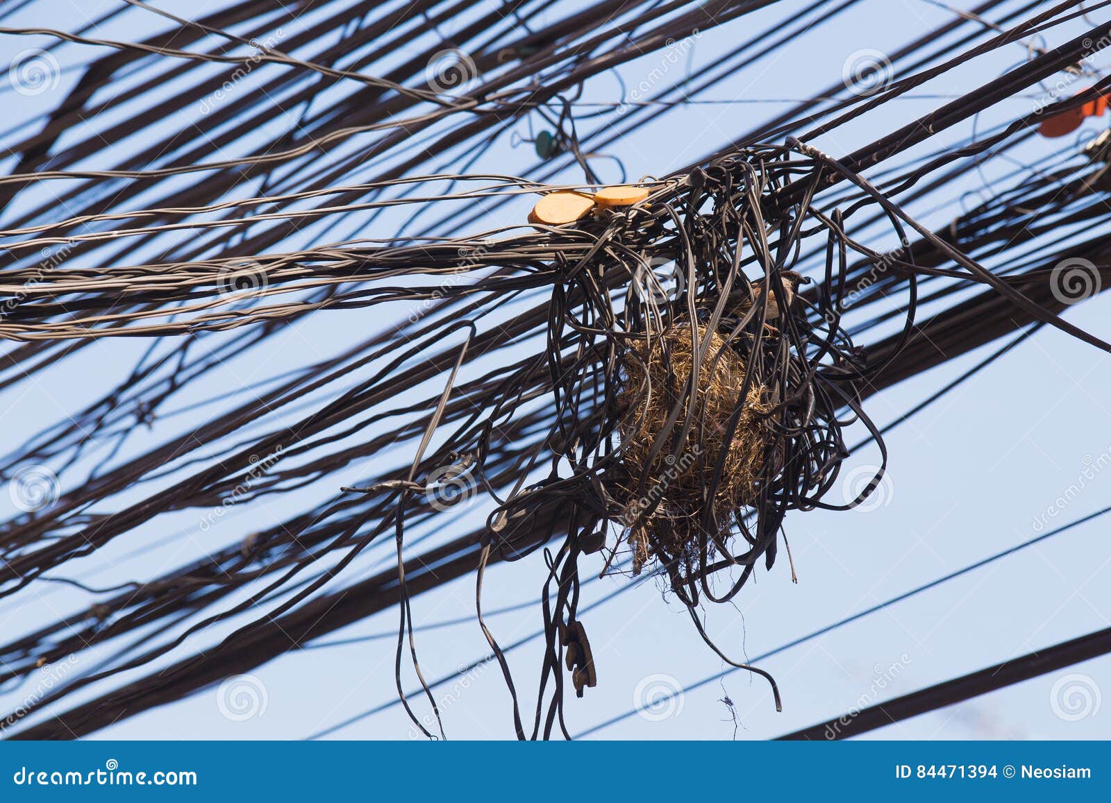 Bird nest stock photo. Image of city, power, nature, background - 84471394