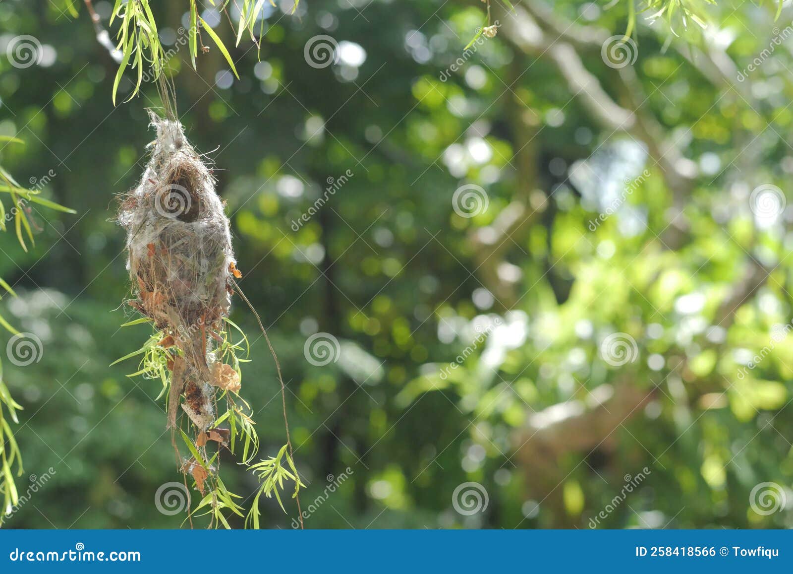 A Bird Nest in Nature Close Up Stock Photo - Image of wildlife, forest ...