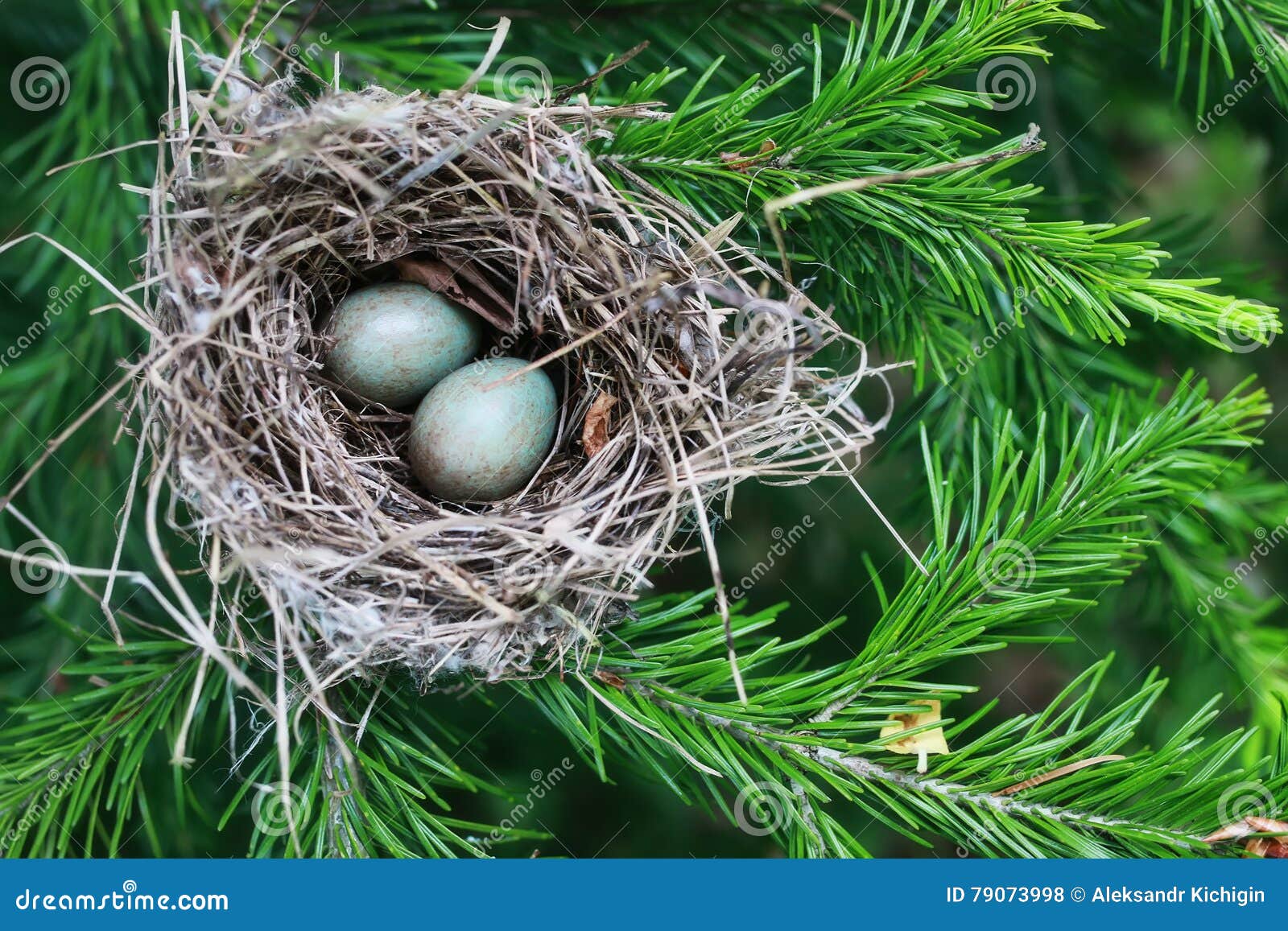 Bird nest in nature stock photo. Image of animal, close - 79073998