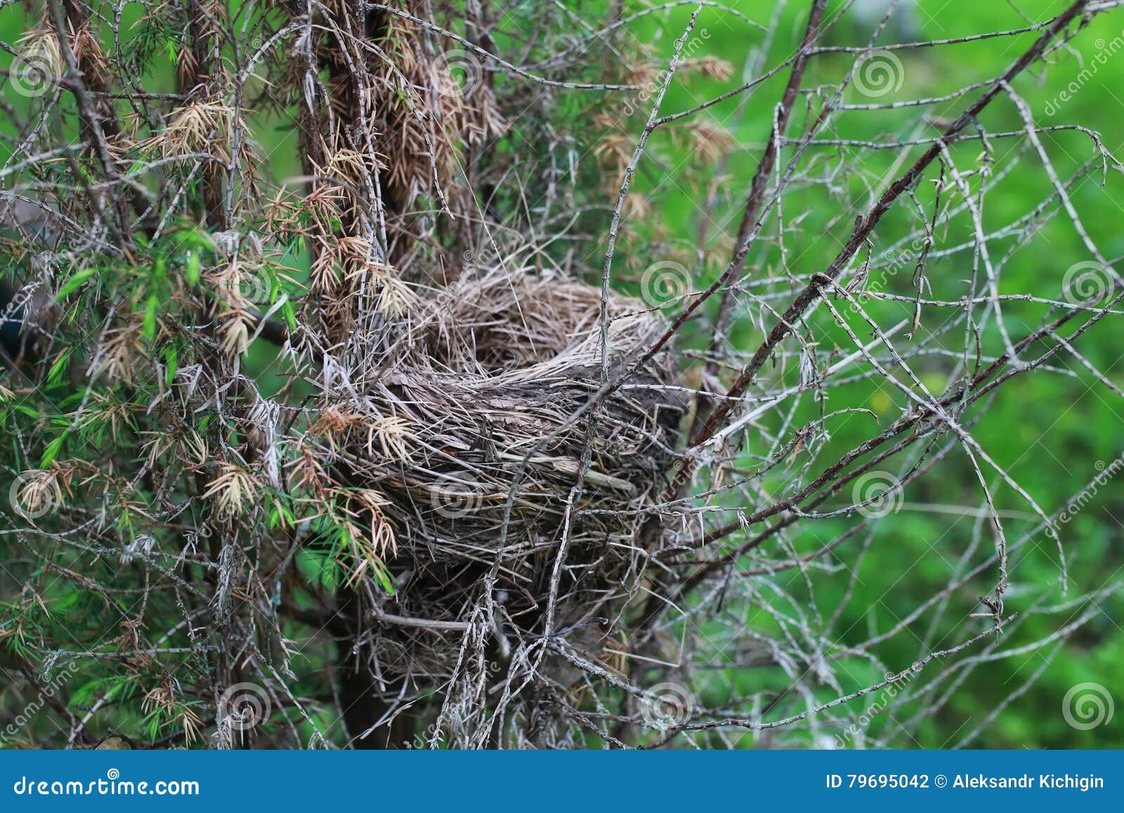 Bird nest in nature stock photo. Image of fragile, nature - 79695042