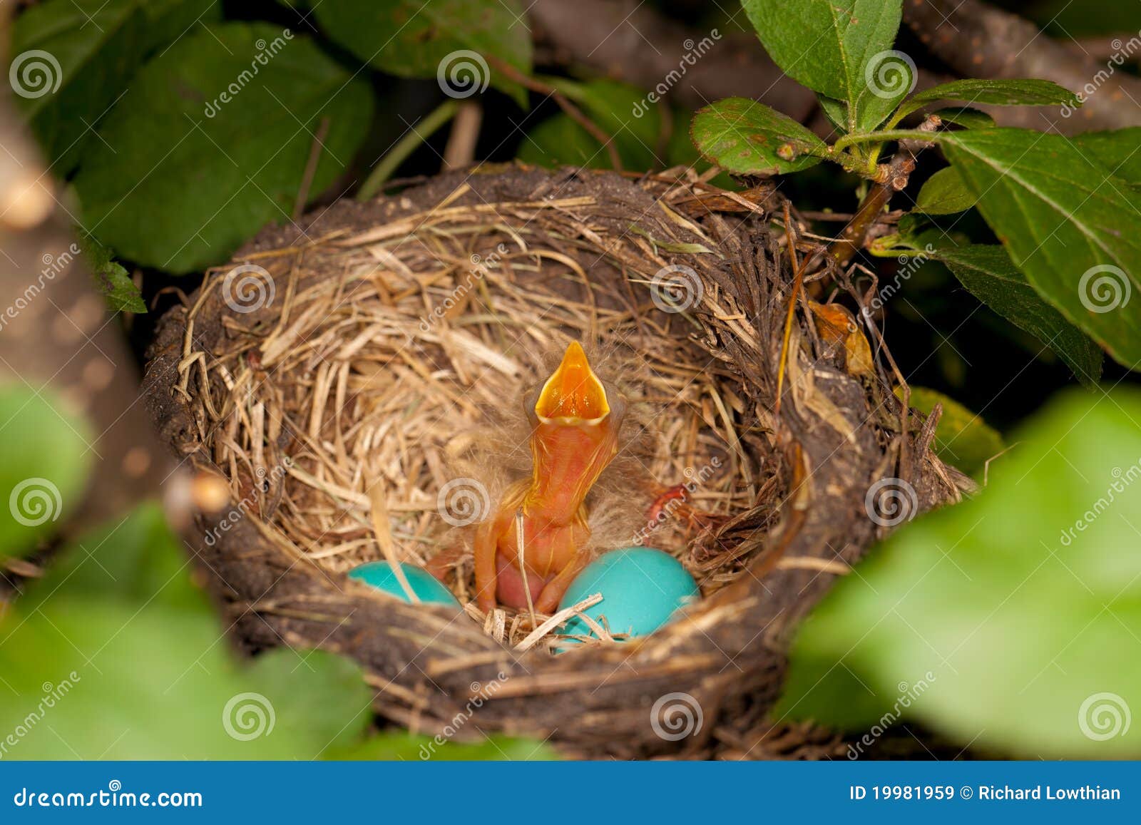 Bird Nest with One Chick stock image. Image of nest, green - 19981959