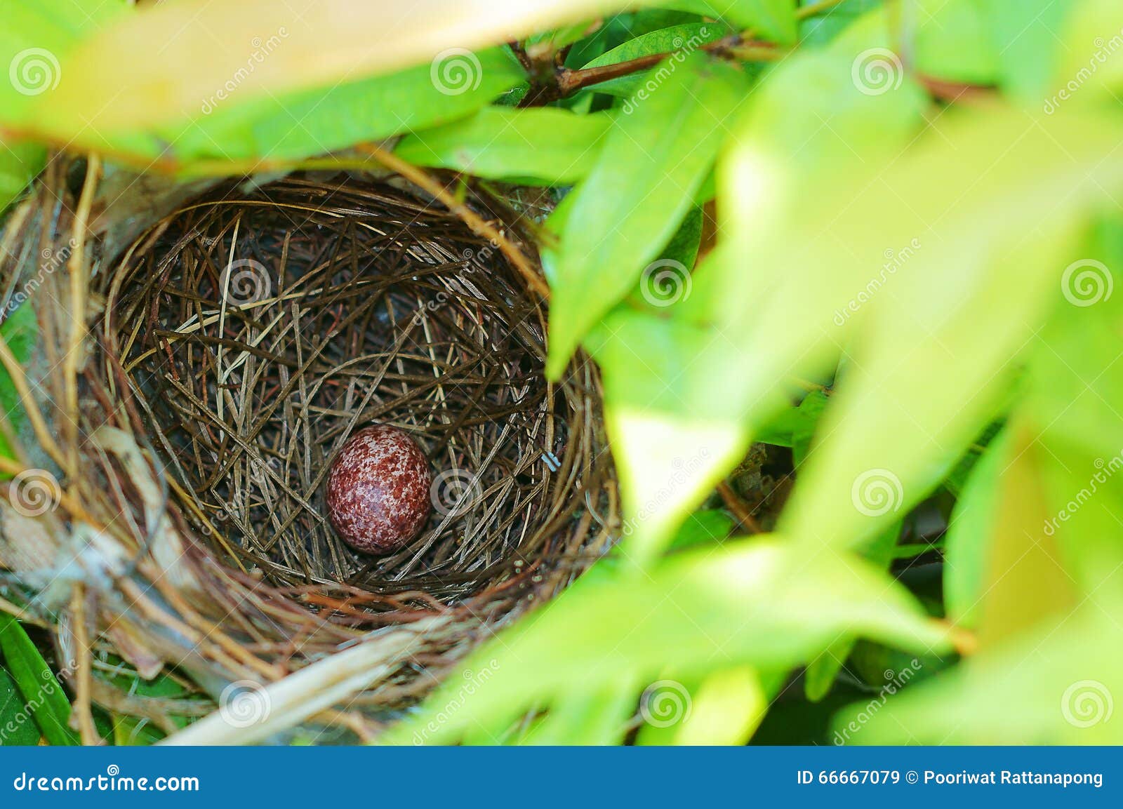 Bird Nest with one Egg stock image. Image of still, wood - 66667079