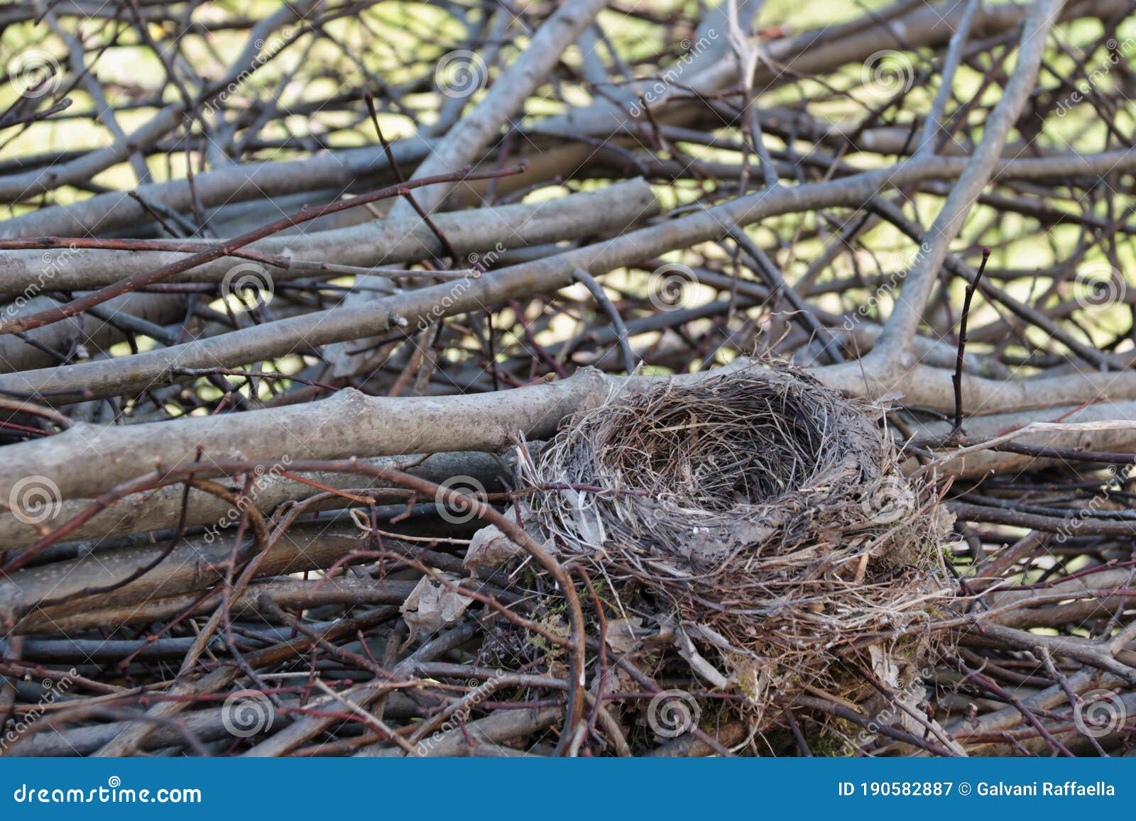 Bird Nest on Pile of Cut Branches Stock Image - Image of birds ...