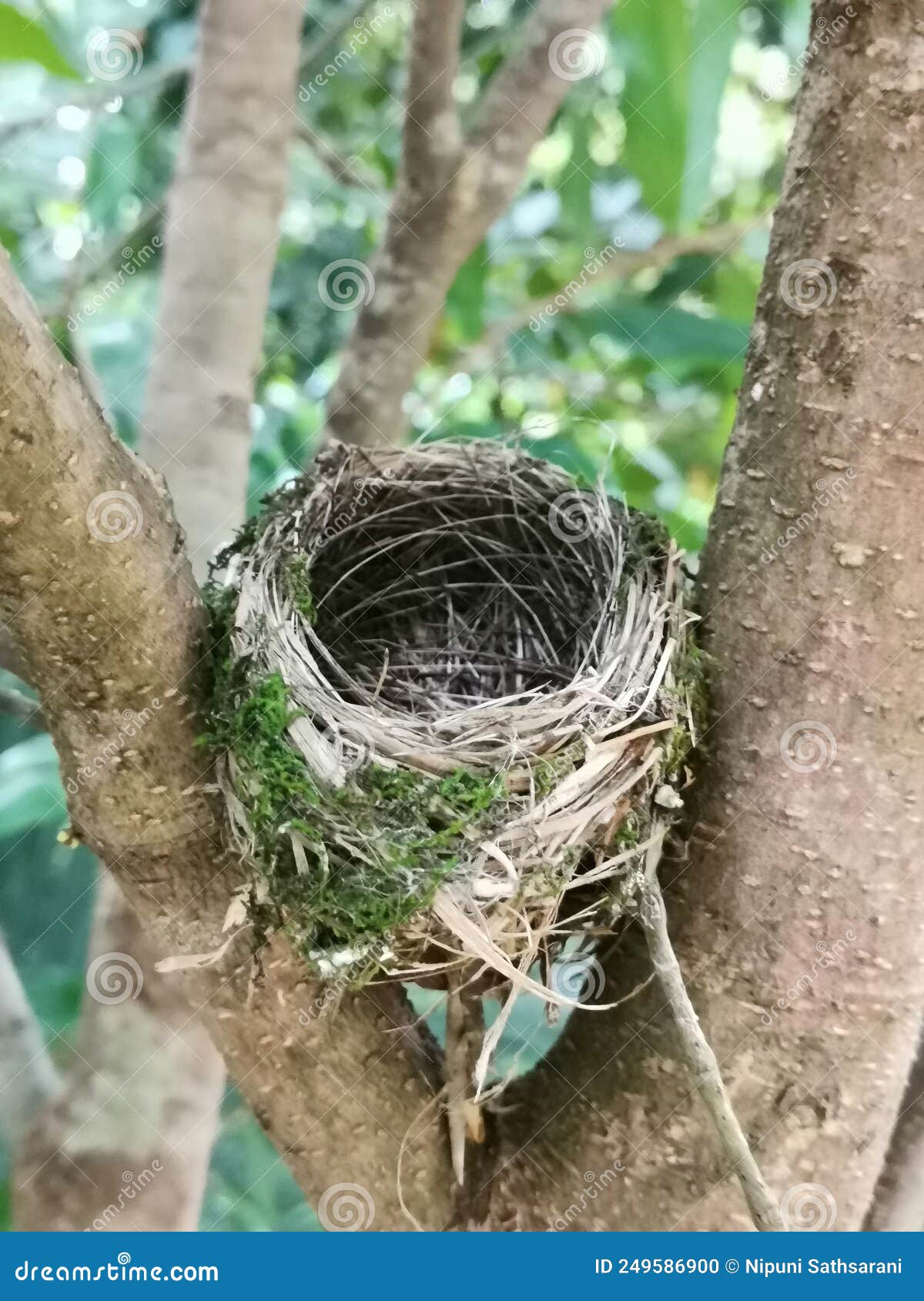 Bird Nest Round in Shape Build on a Tree Stock Photo - Image of nest ...