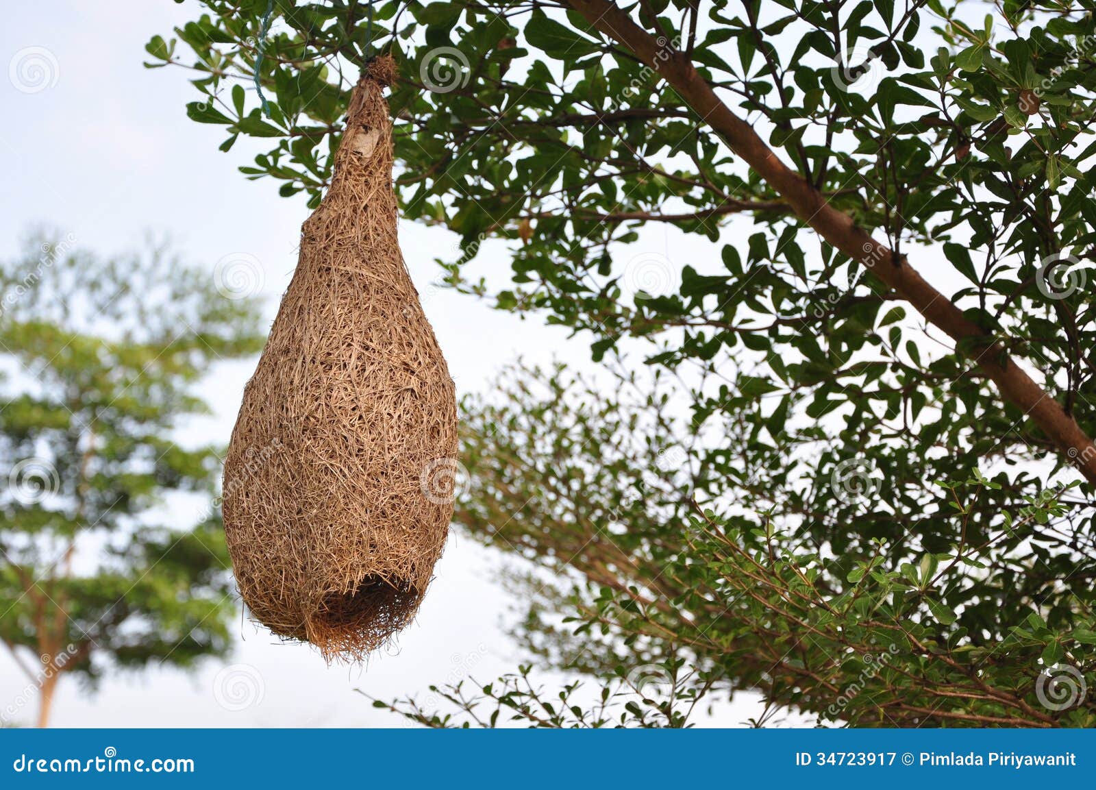 Bird nest stock image. Image of inspiration, pretty, arid - 34723917