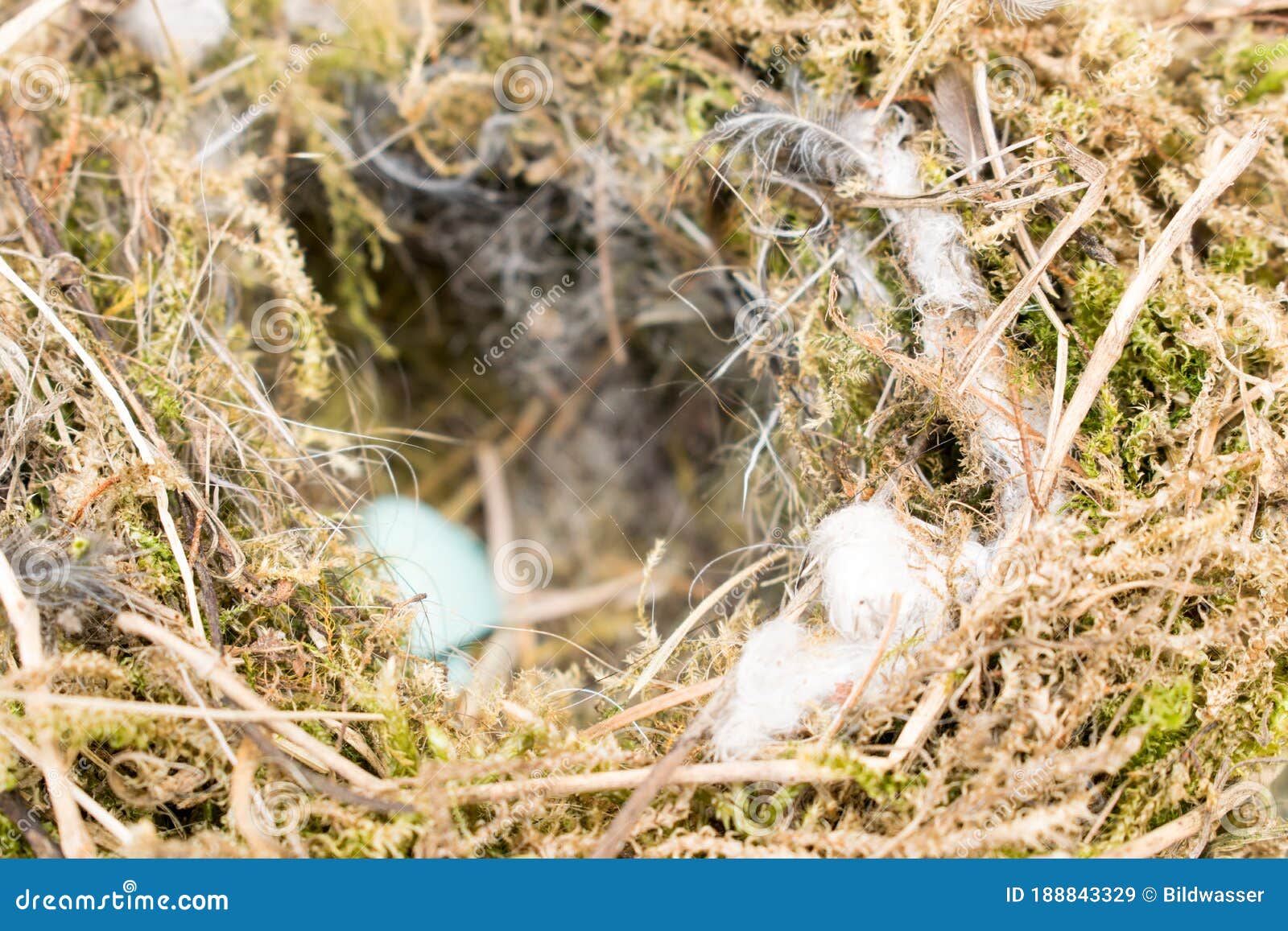 Bird Nest Top View Background Stock Image - Image of background, empty ...