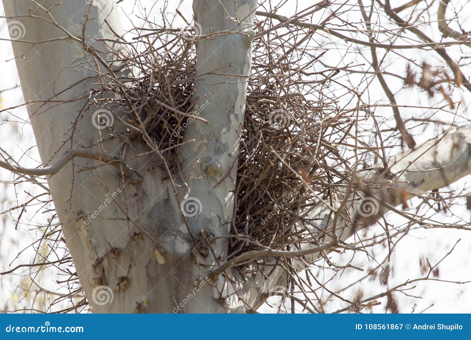 Bird nest on a tree stock image. Image of straw, nest - 108561867
