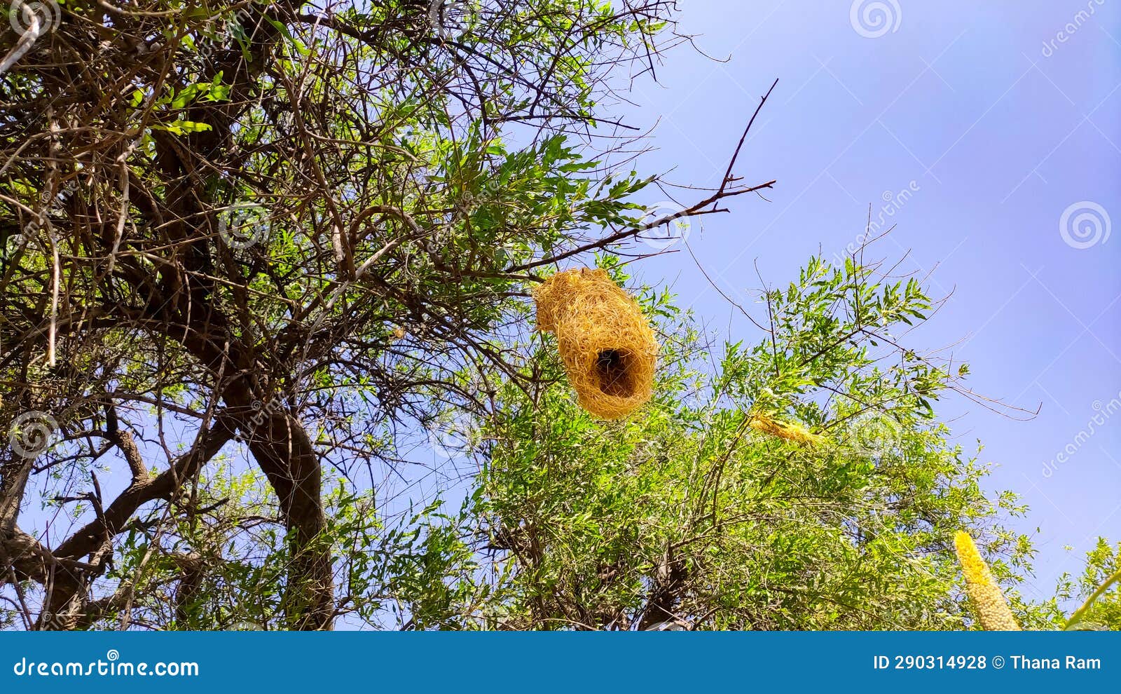Bird Nest on the Tree with Blue Sky Stock Photo - Image of nature, blue ...