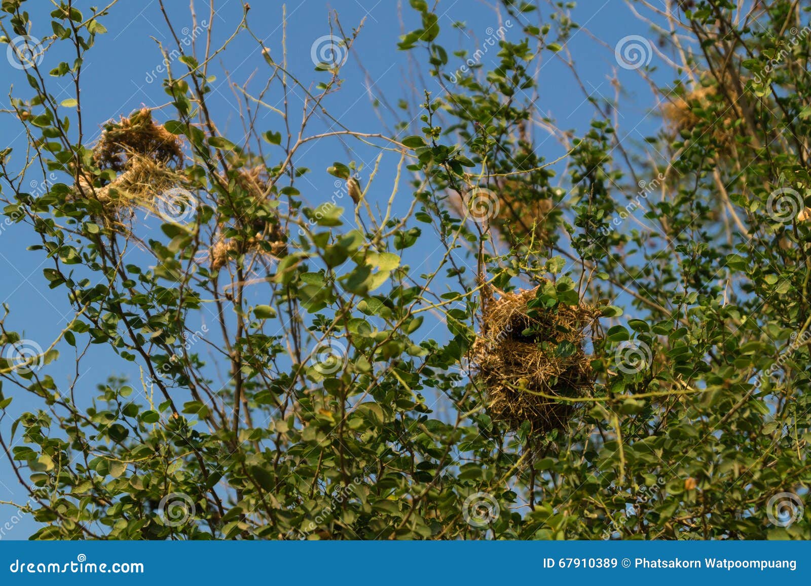 Bird nest at the tree. stock image. Image of brown, basket - 67910389