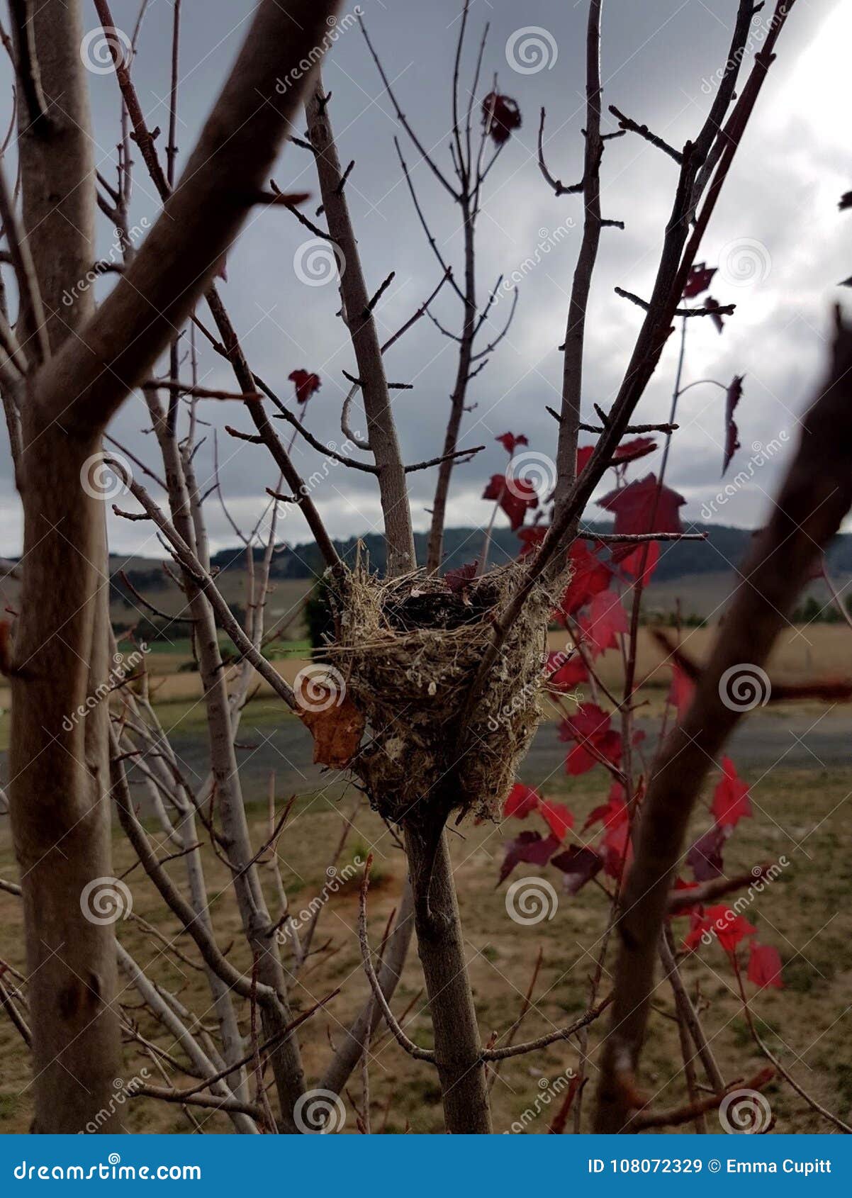 Bird nest in tree branch stock image. Image of tranquil - 108072329